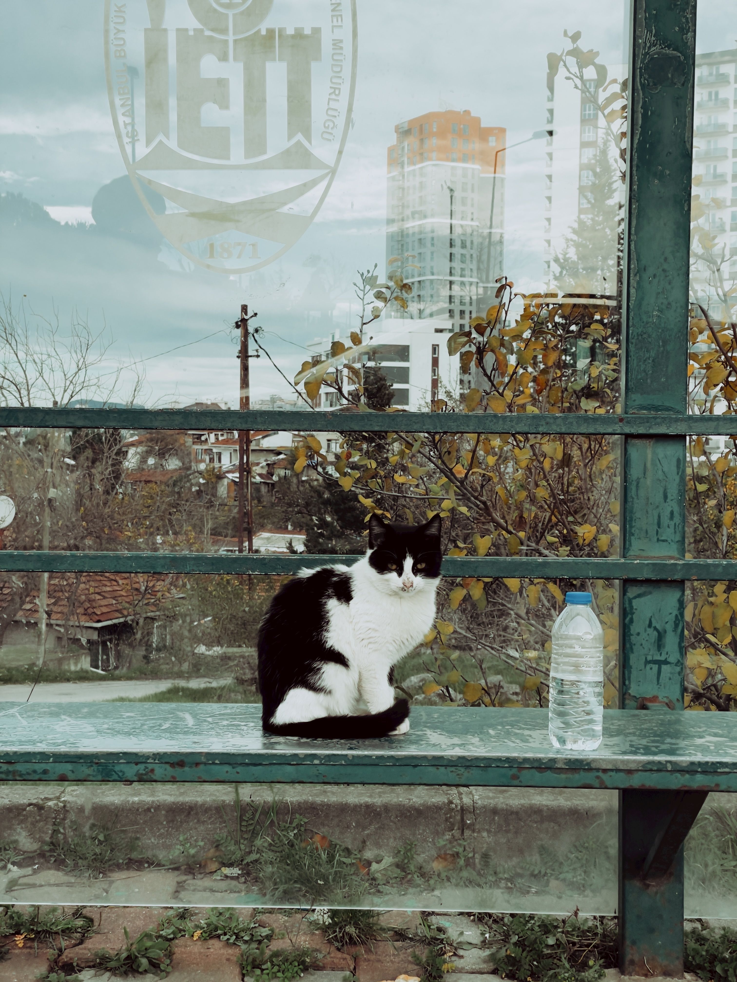 Cat Sitting on Bench at Bus Stop in Istanbul · Free Stock Photo