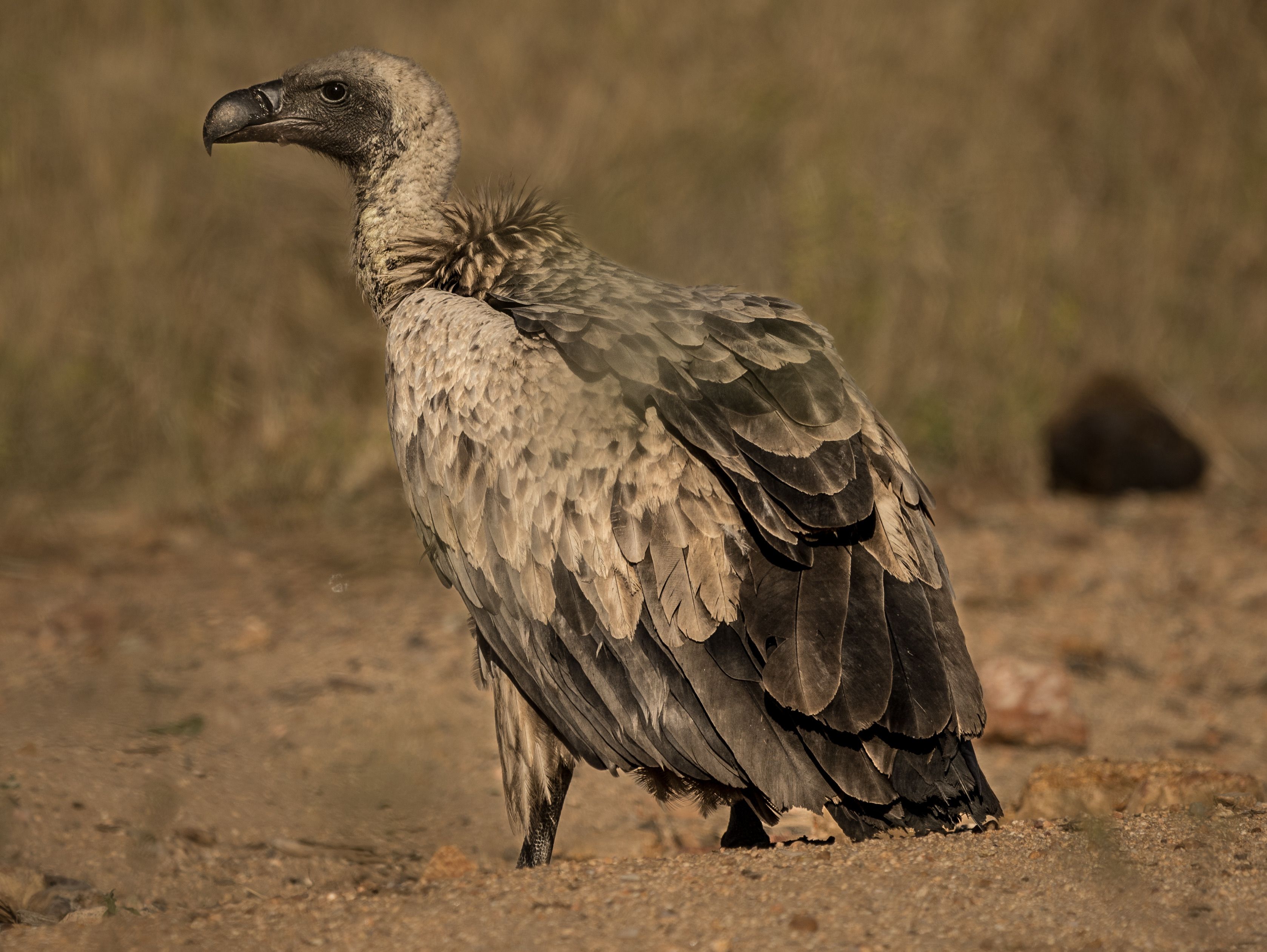 Close-up of a Vulture Standing on Sand · Free Stock Photo