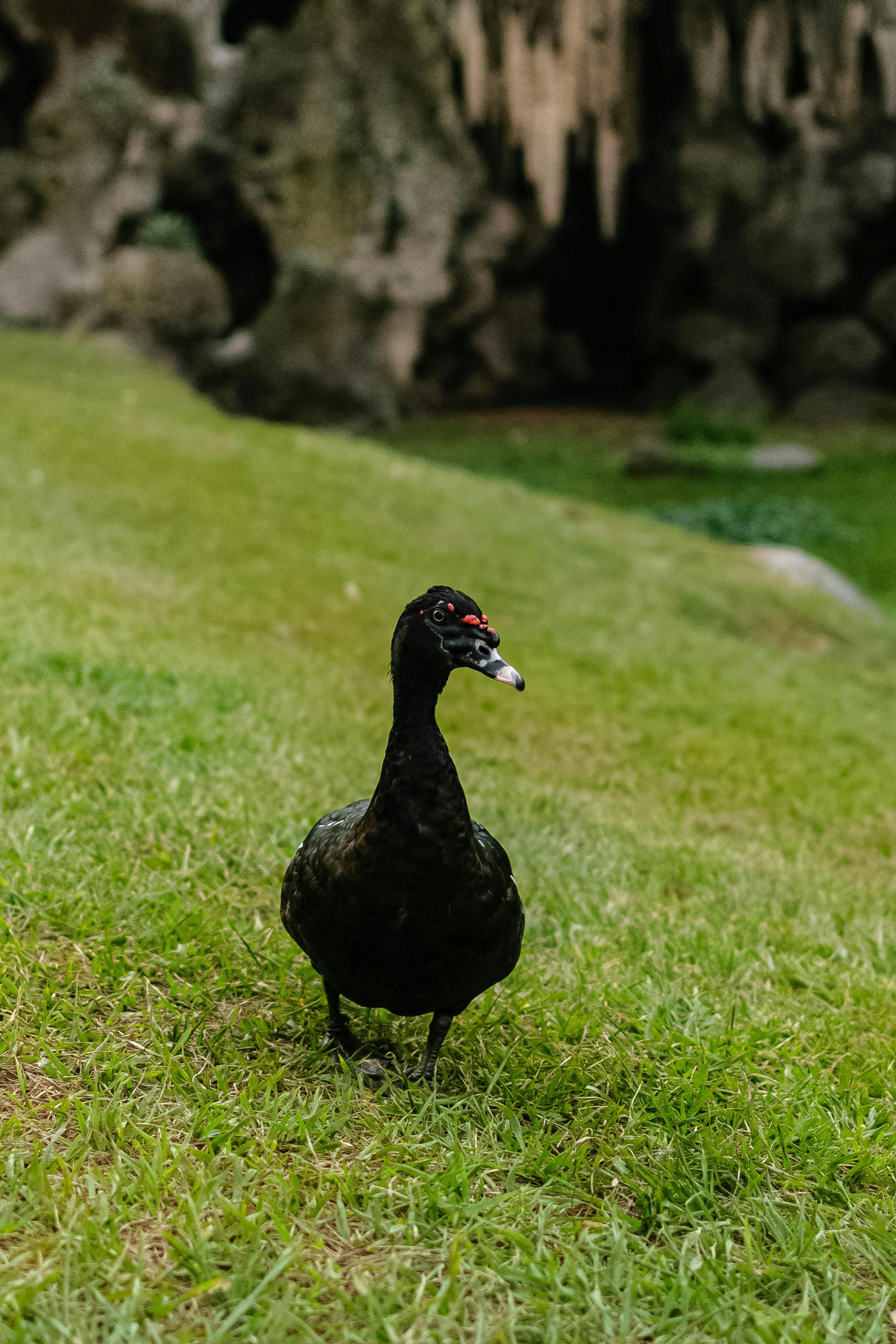 A Wild Black Muscovy Drake Walking on Grass · Free Stock Photo