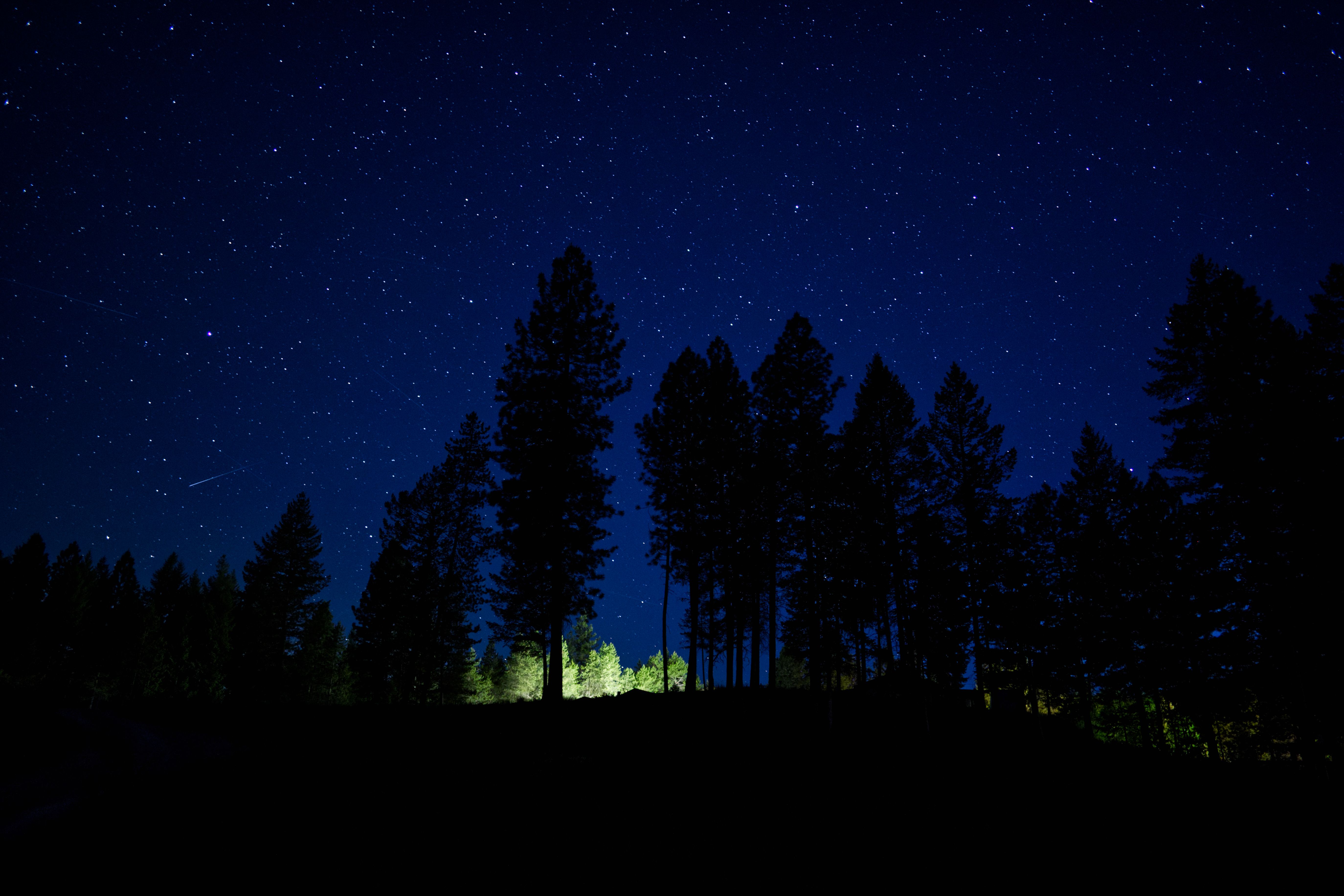 Silhouettes of Trees at Night · Free Stock Photo