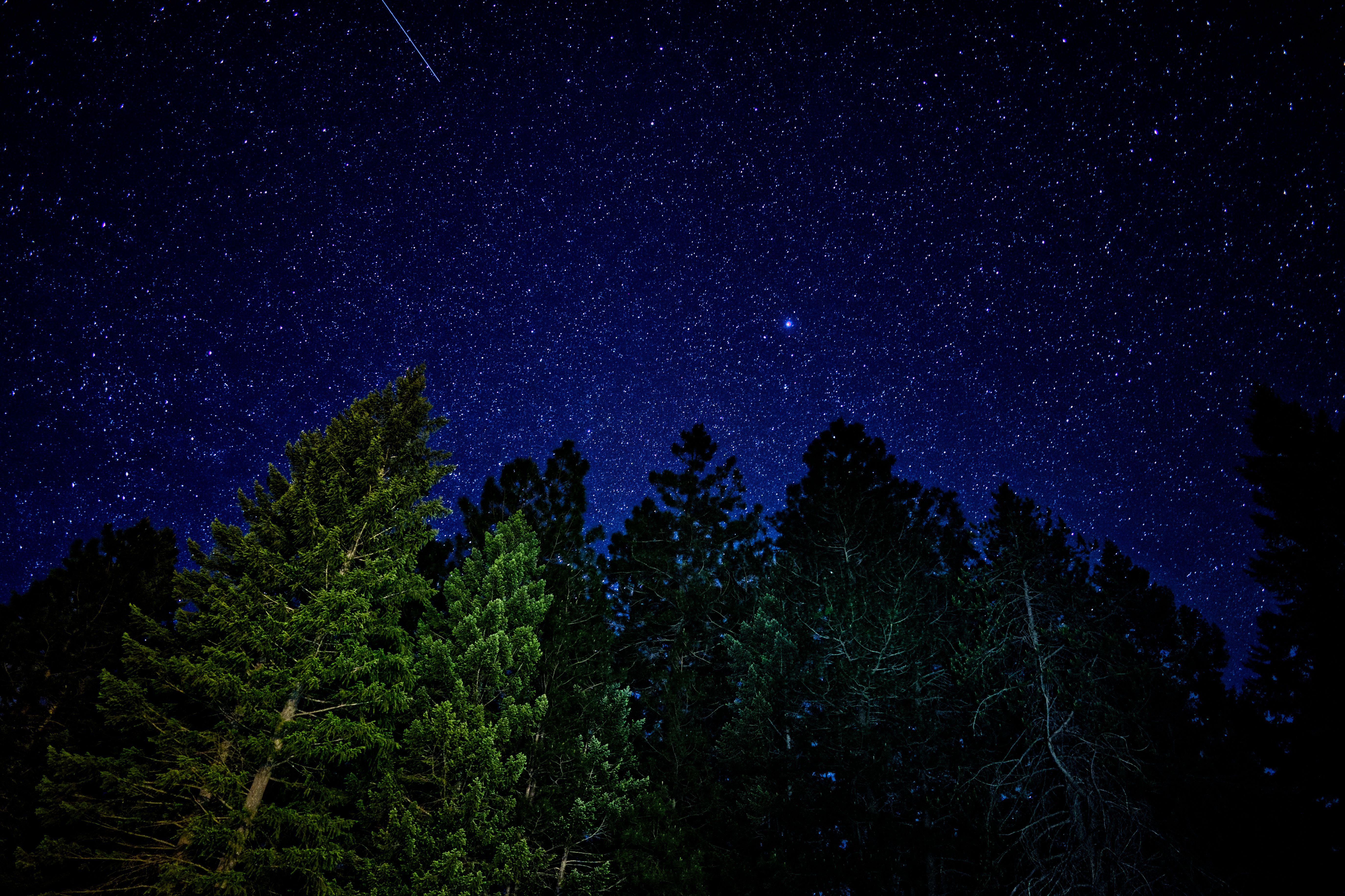 Stars over Evergreen Forest · Free Stock Photo