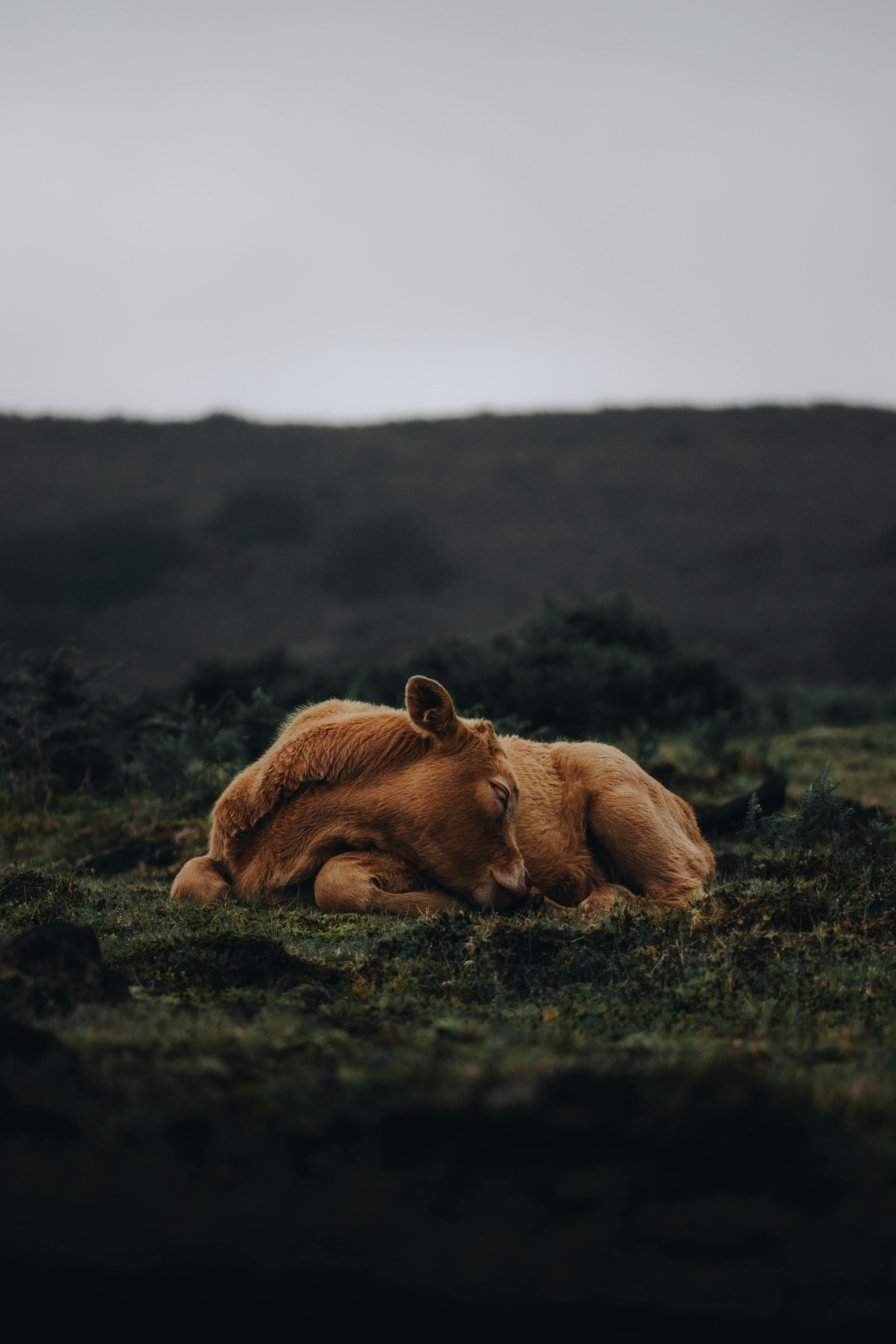 Cow Sleeping Wallpaper Photos, Download The BEST Free Cow Sleeping ...