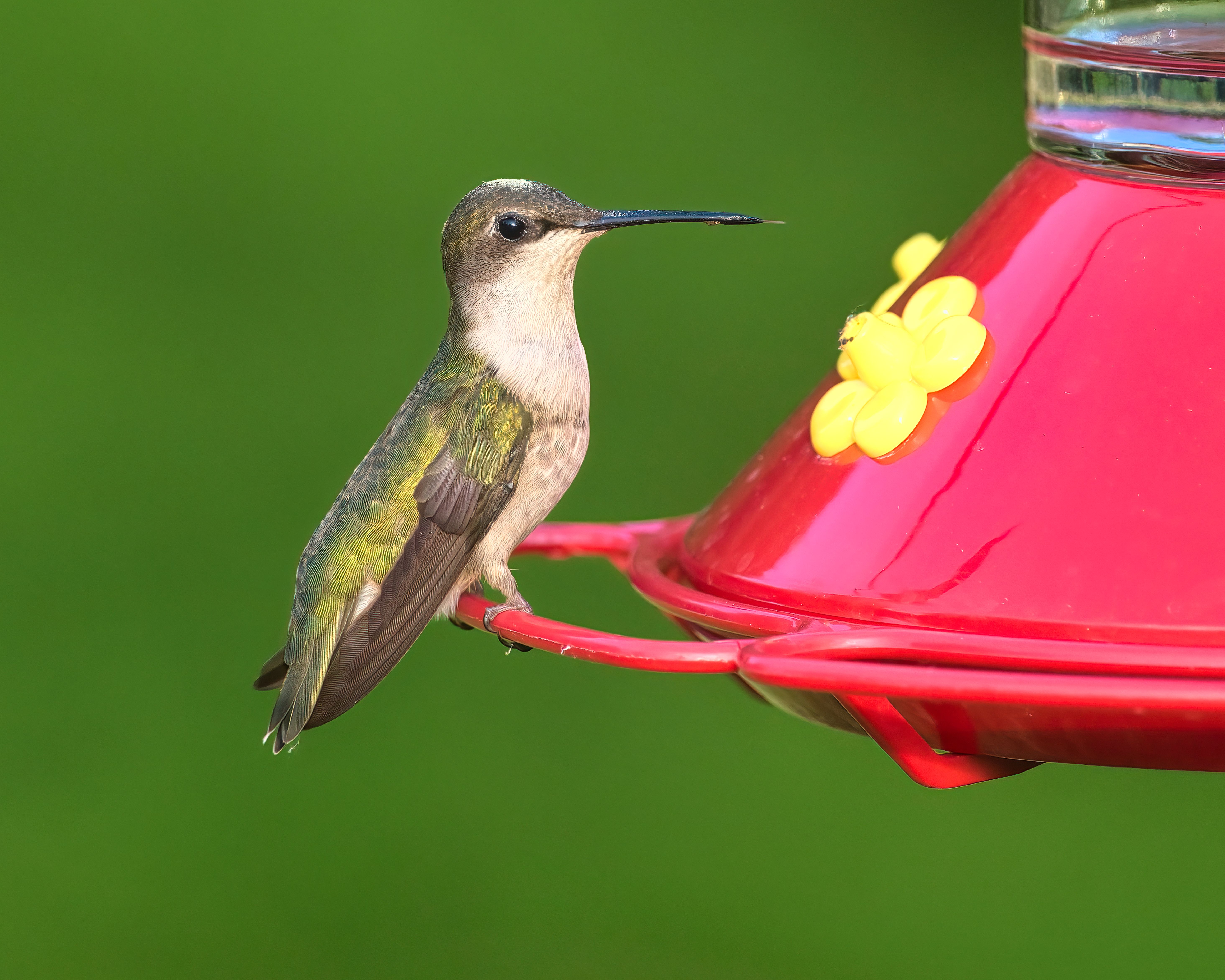Hummingbird on Water Feeder · Free Stock Photo