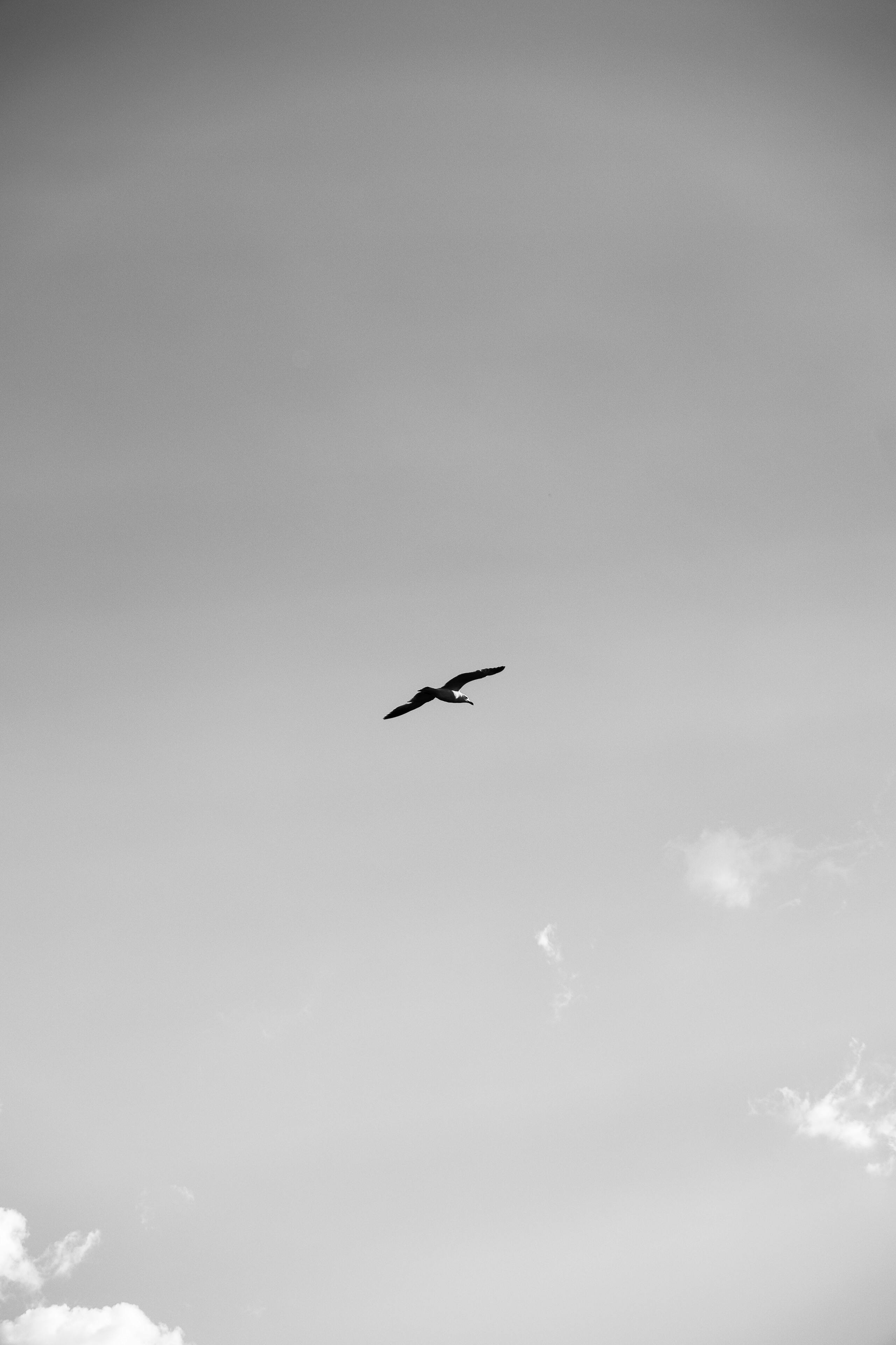 Low Angle Photography of Four Flying Birds · Free Stock Photo