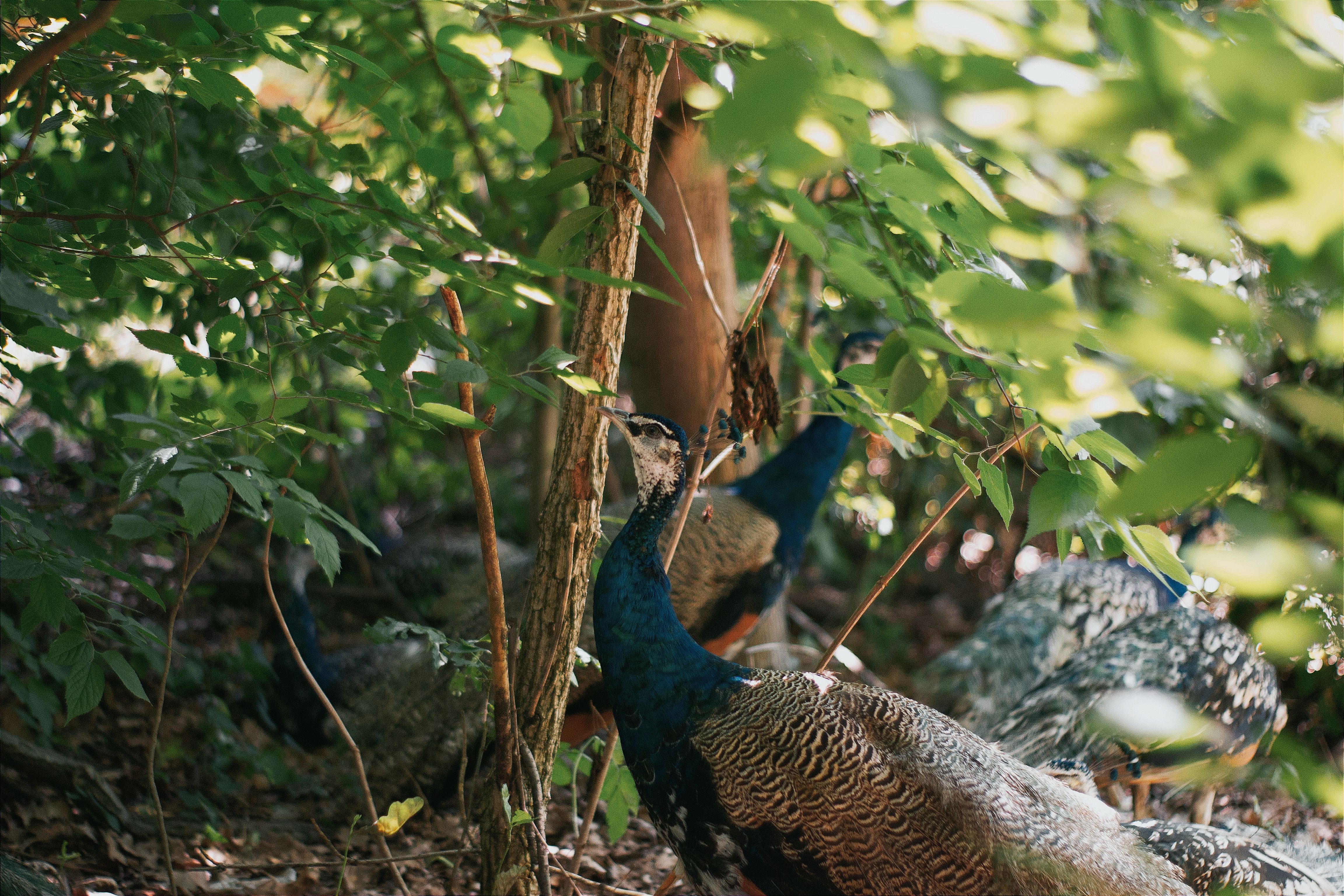 Peacocks in a Forest · Free Stock Photo