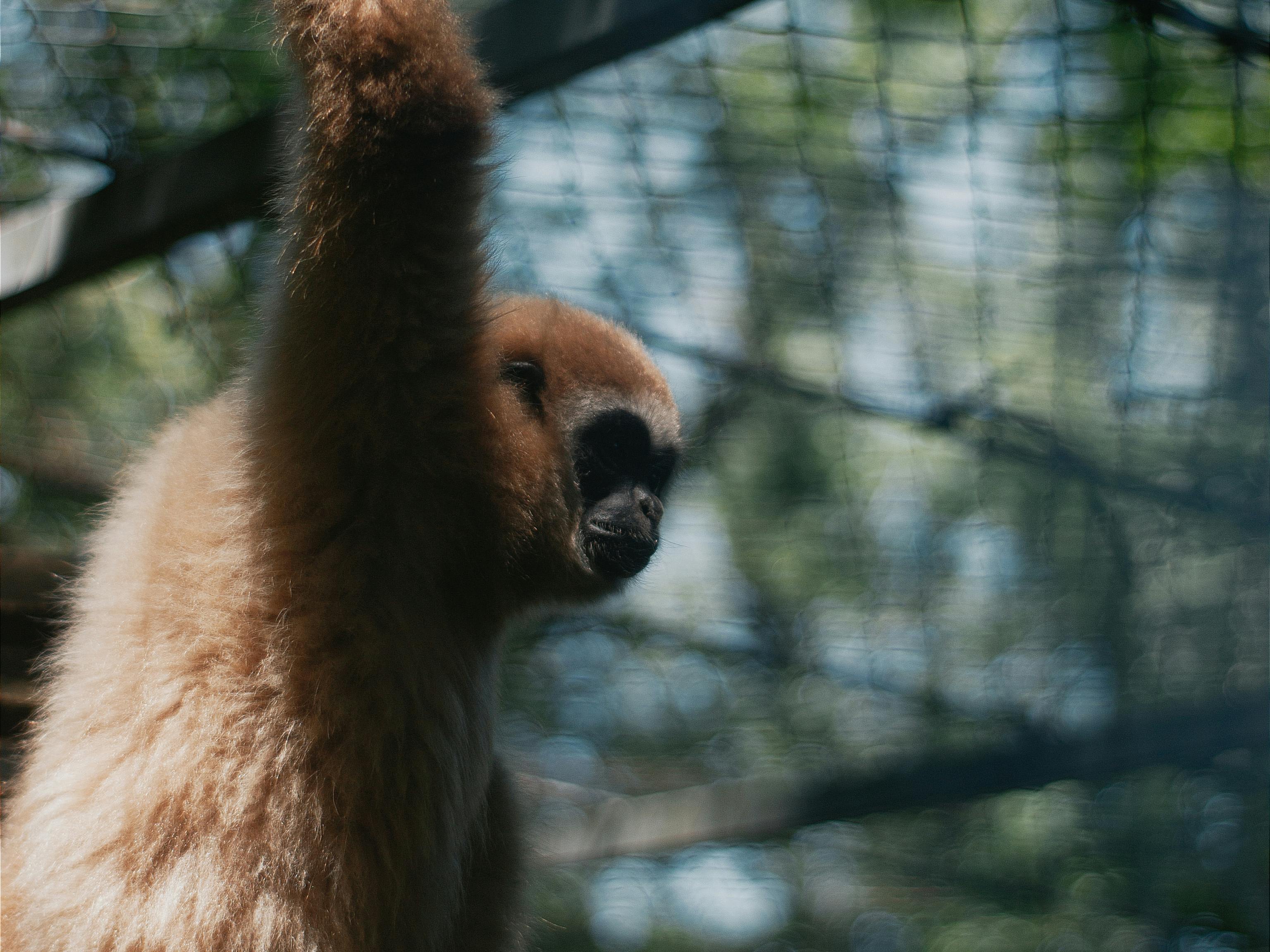 A monkey is hanging from a tree branch · Free Stock Photo