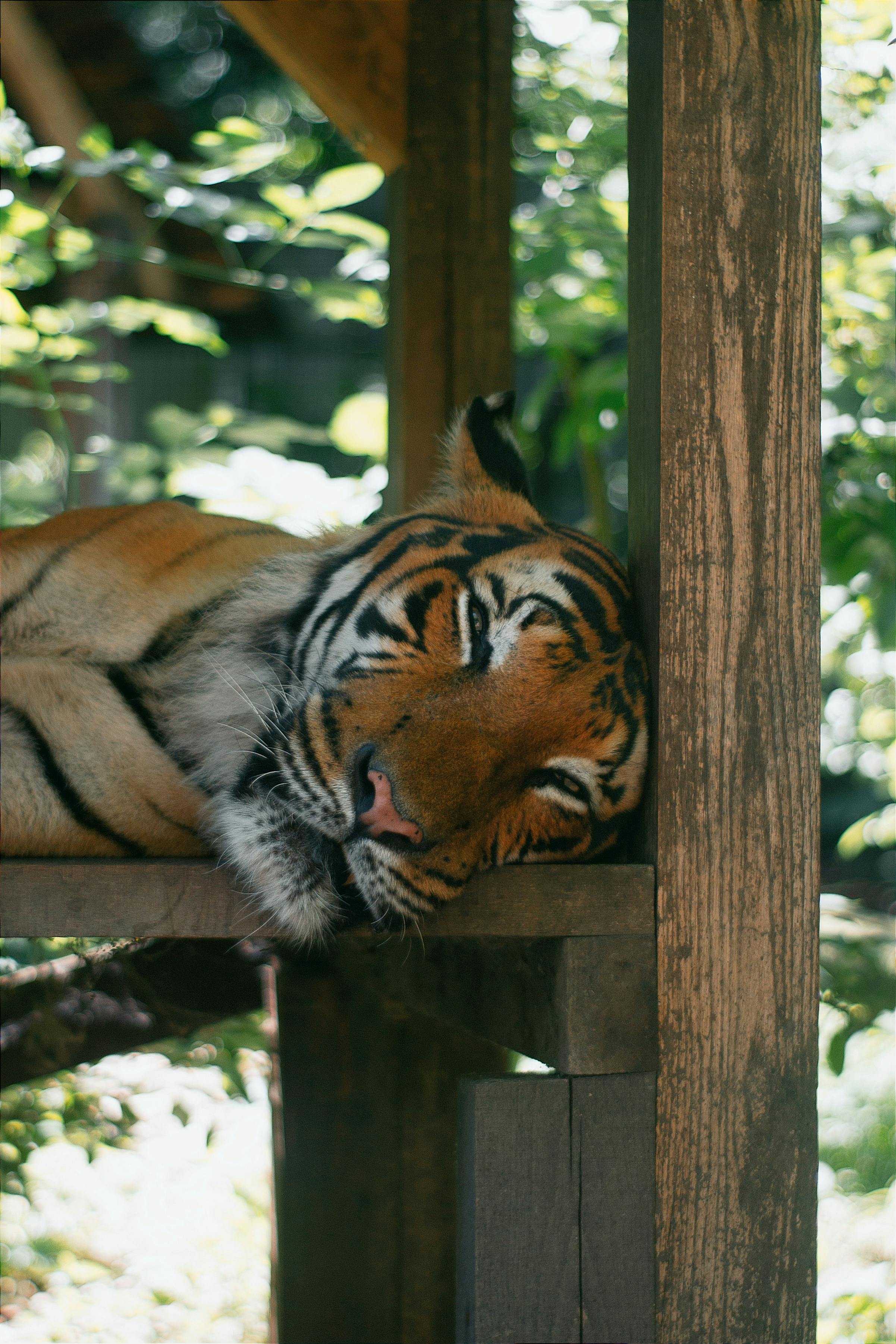 Tiger Face Photos, Download The BEST Free Tiger Face Stock Photos & HD ...