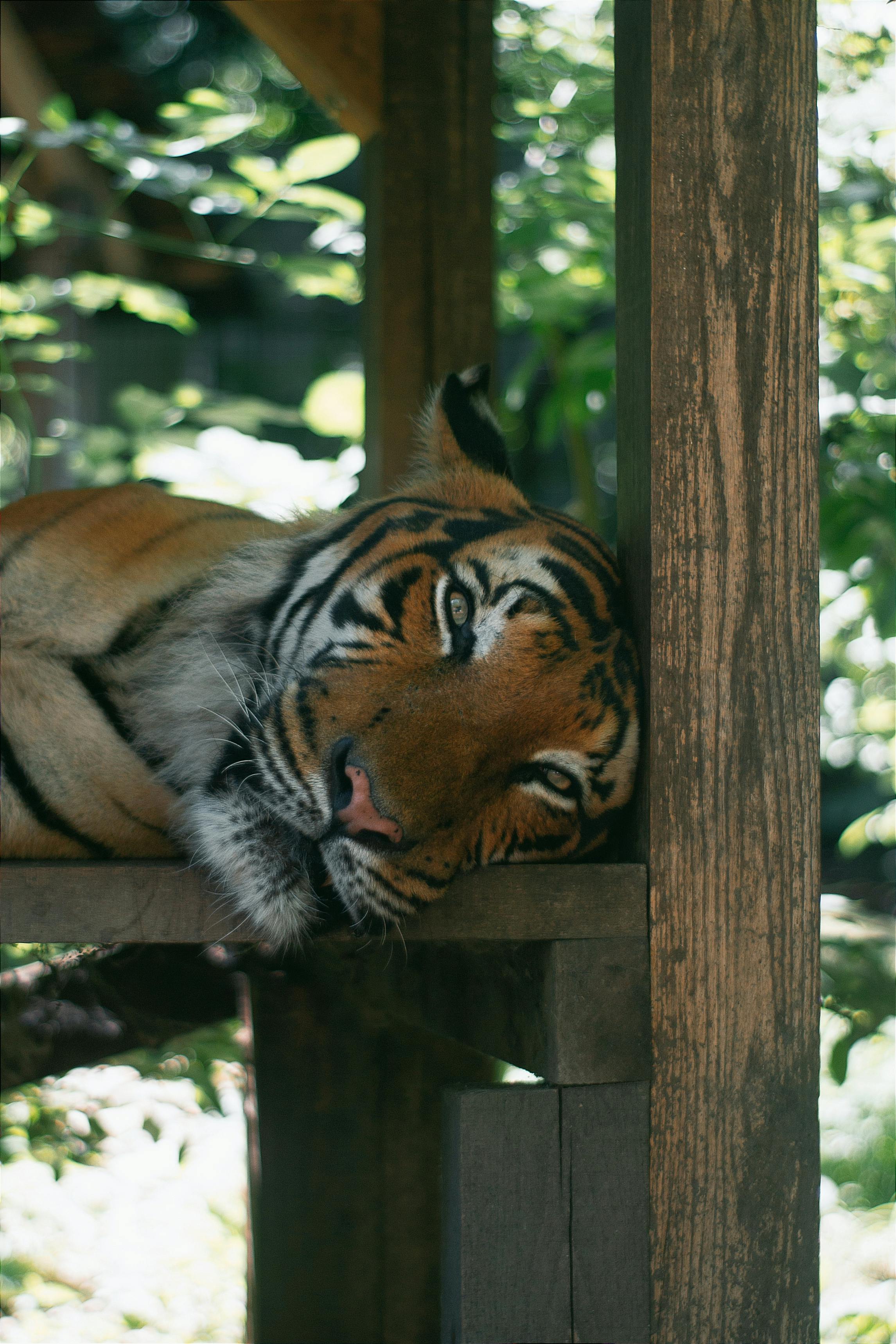 A Tiger in a Zoo · Free Stock Photo