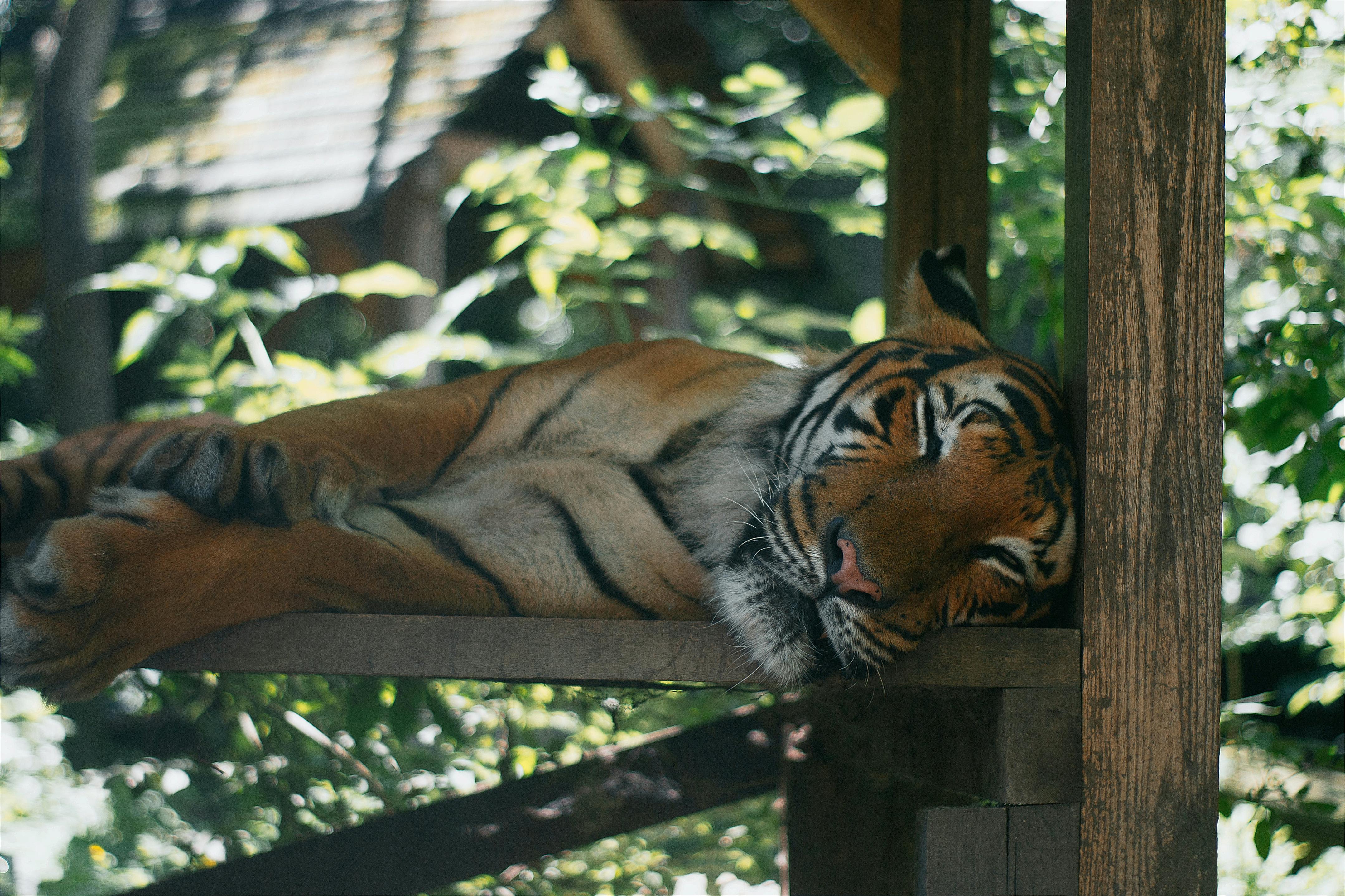 Tiger Sleeping on a Wooden Ramp · Free Stock Photo