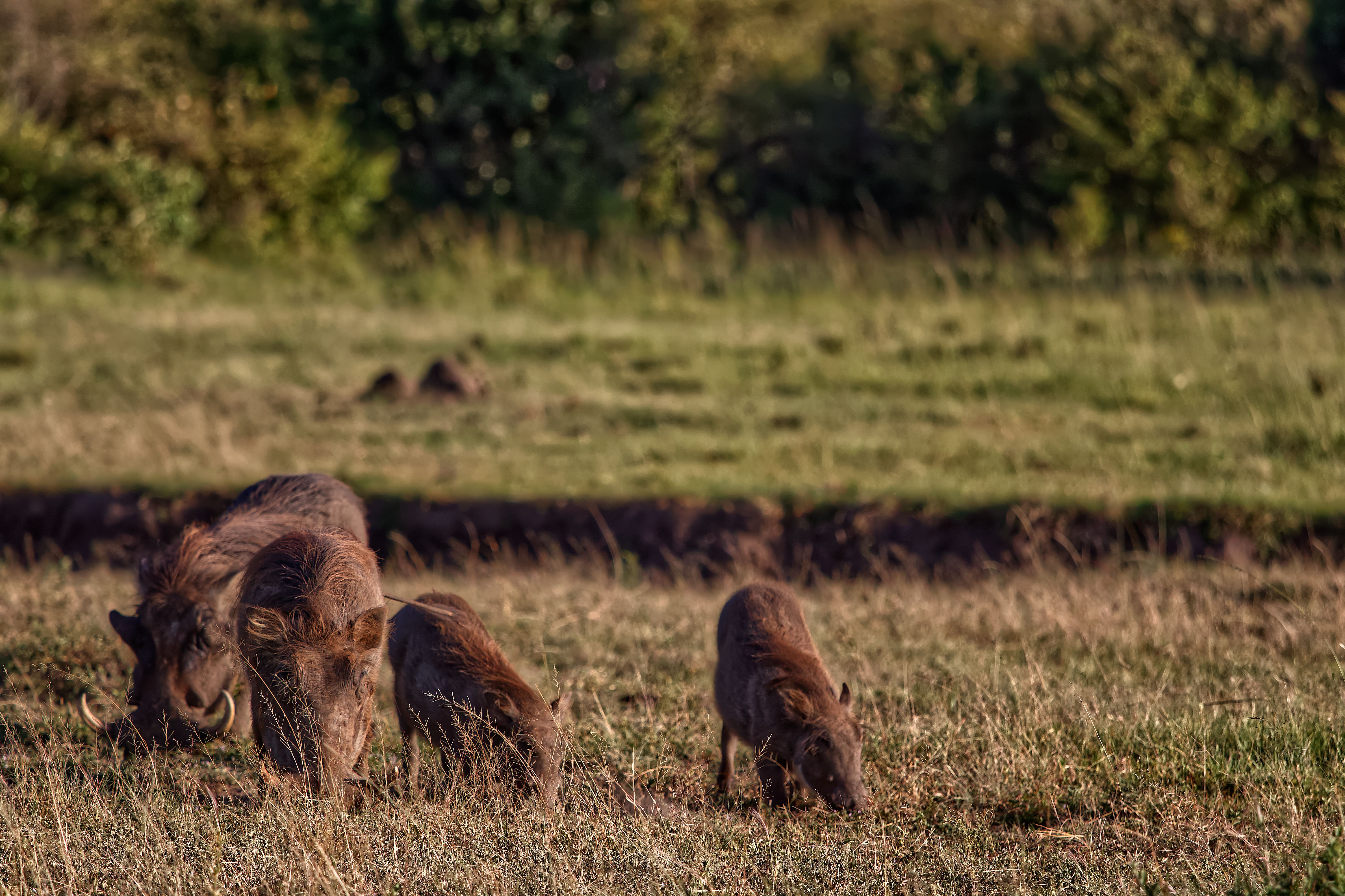 Family of Warthogs · Free Stock Photo