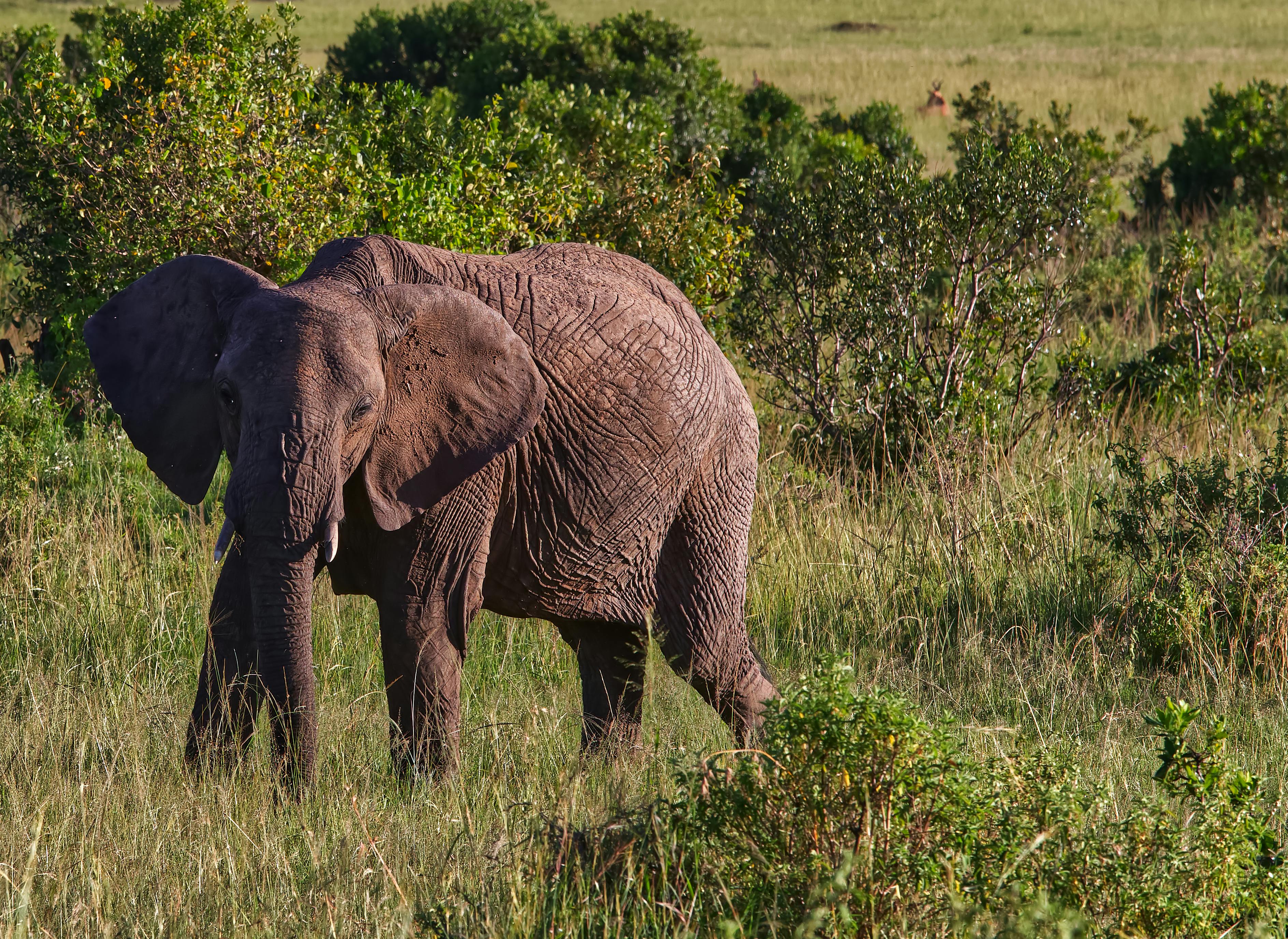 Elephant · Free Stock Photo