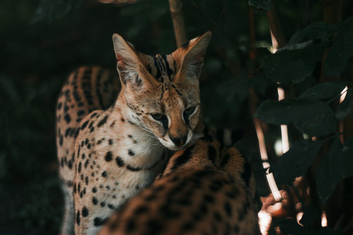 Serval Cats as Pets: A Complete Guide to Ownership