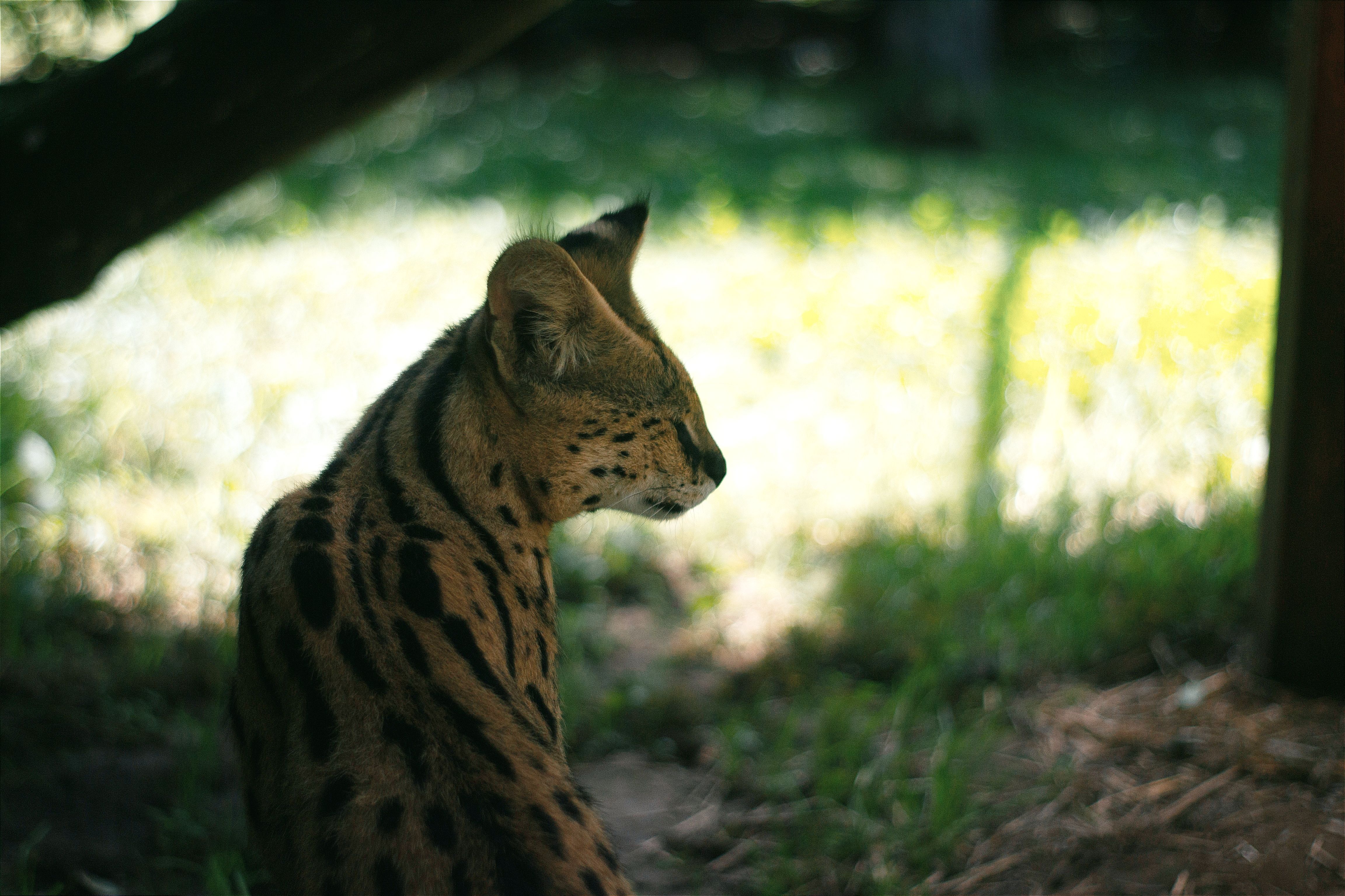 Predatory Cat Photos, Download The BEST Free Predatory Cat Stock Photos ...