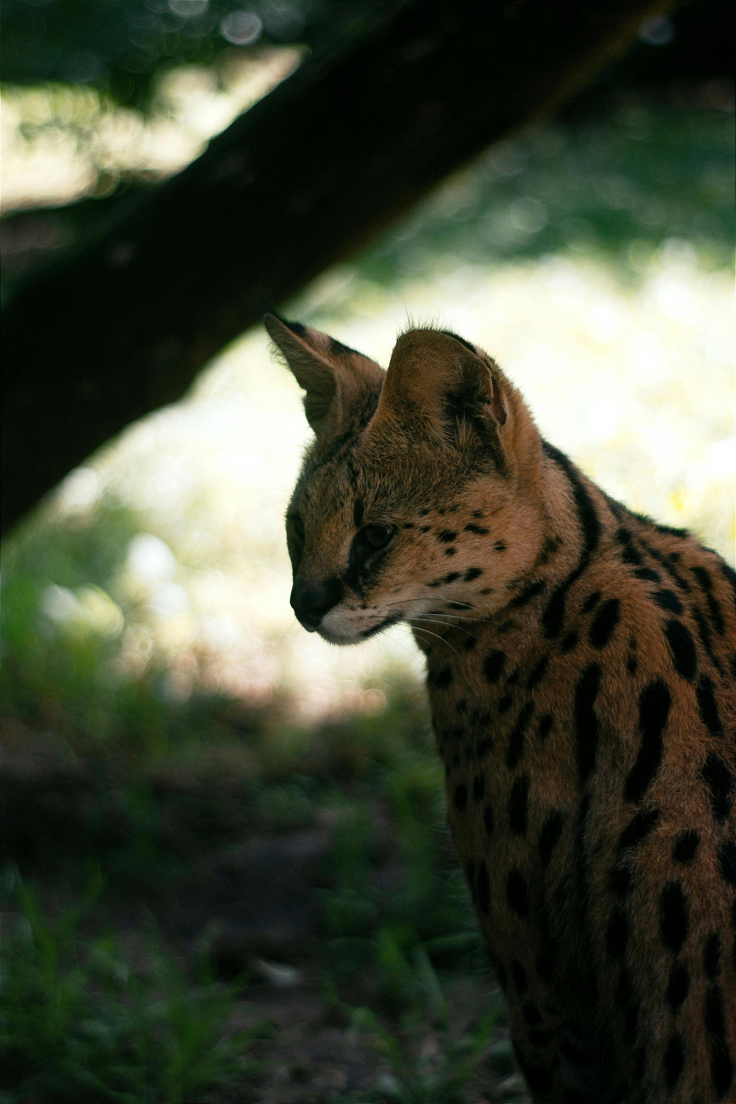 Serval Photos, Download The BEST Free Serval Stock Photos & HD Images