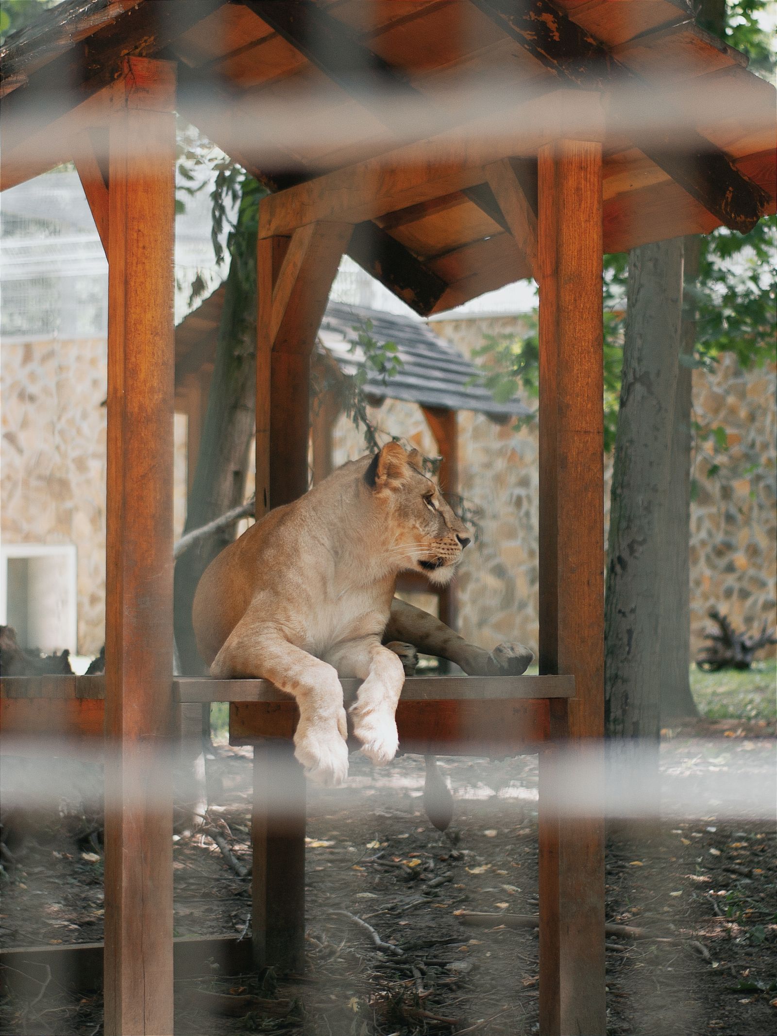 Lion Cage Photos, Download The BEST Free Lion Cage Stock Photos & HD Images