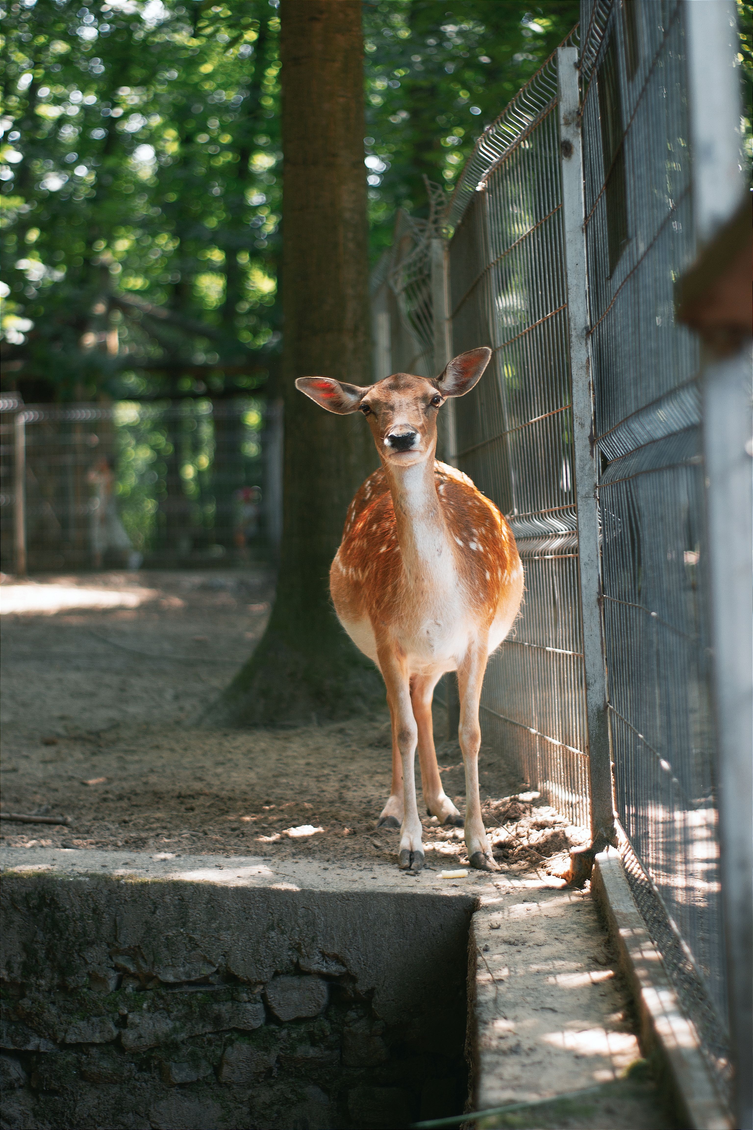 Deer in Zoo · Free Stock Photo