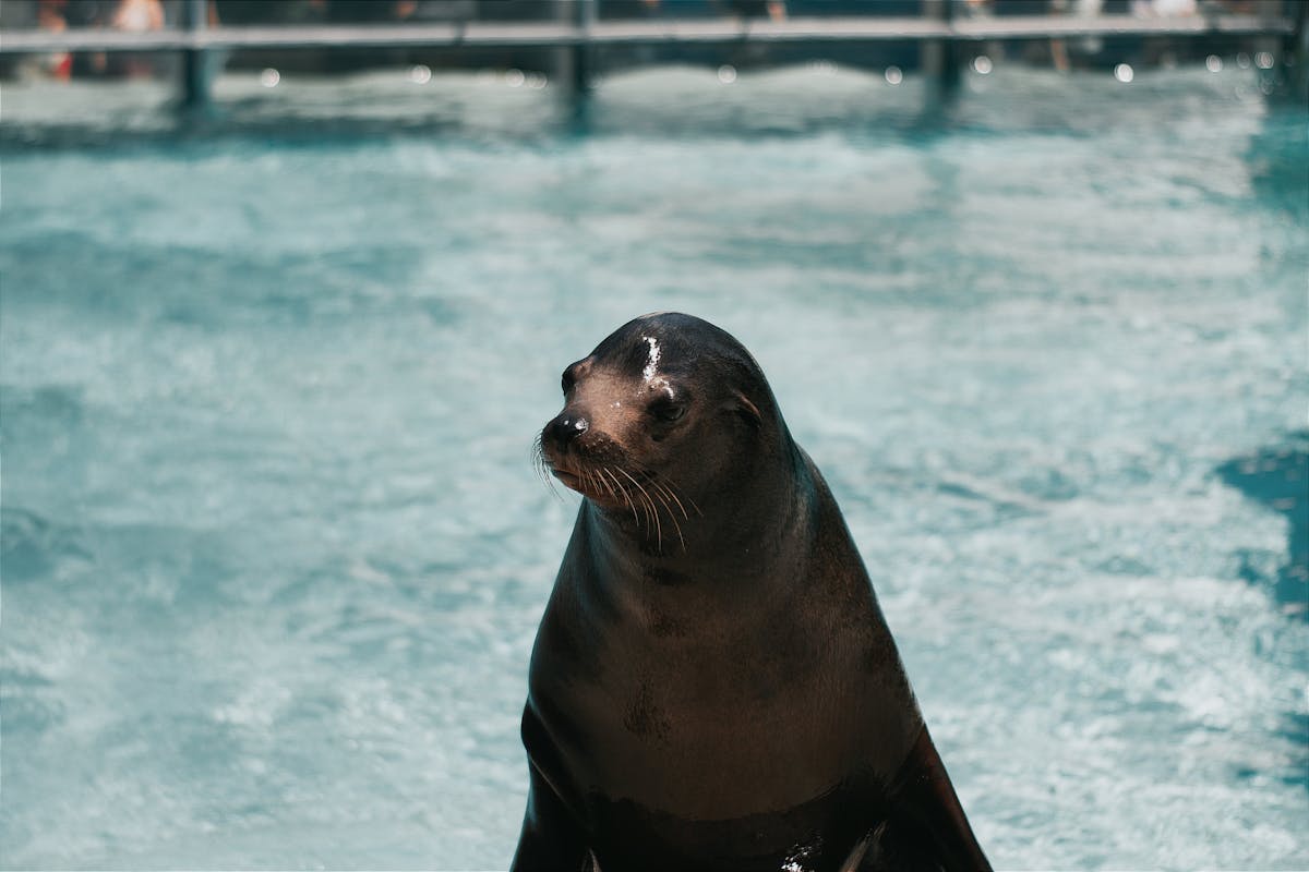 Zoo Animal Photos, Download The BEST Free Zoo Animal Stock Photos & HD ...