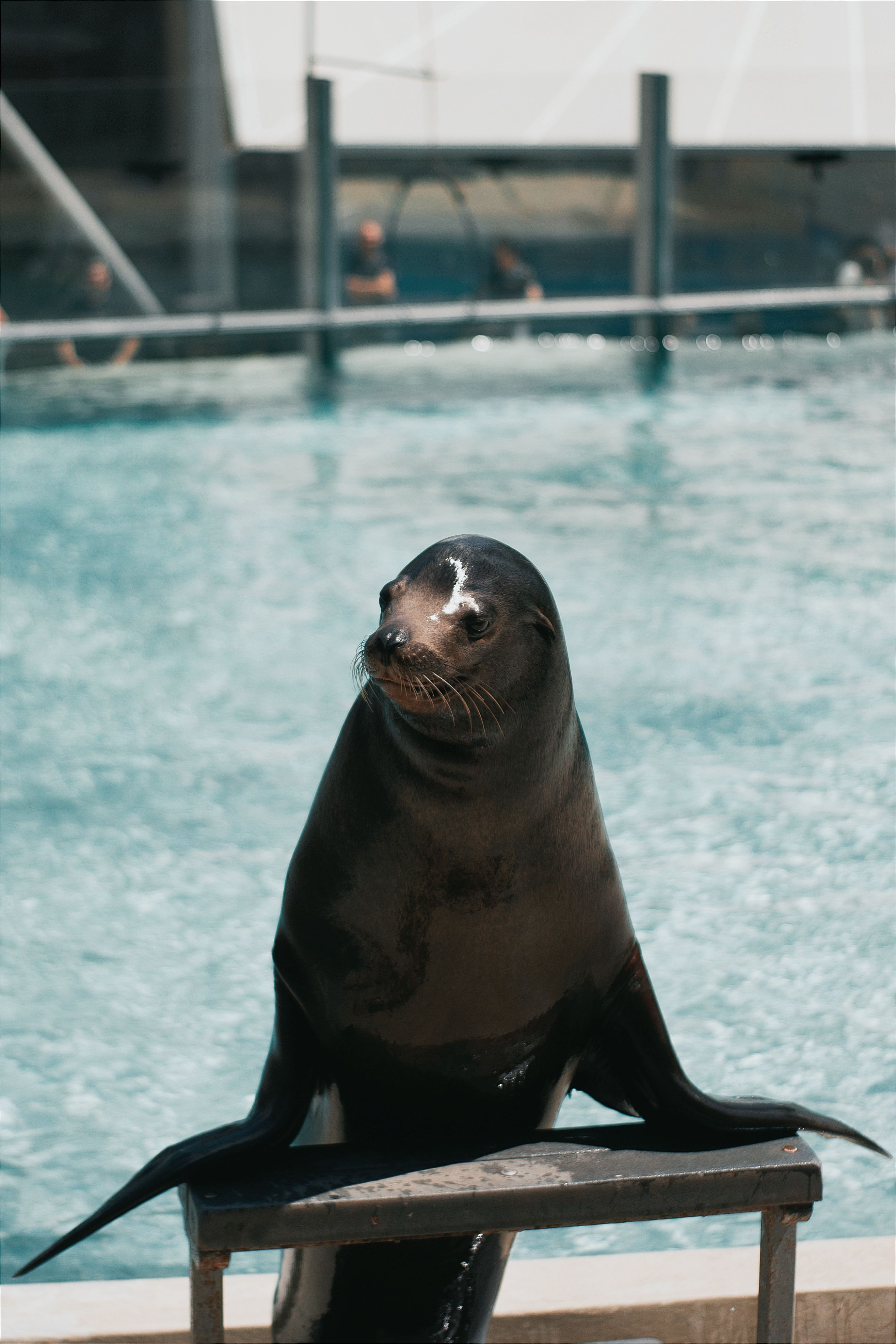 A California Sea Lion · Free Stock Photo