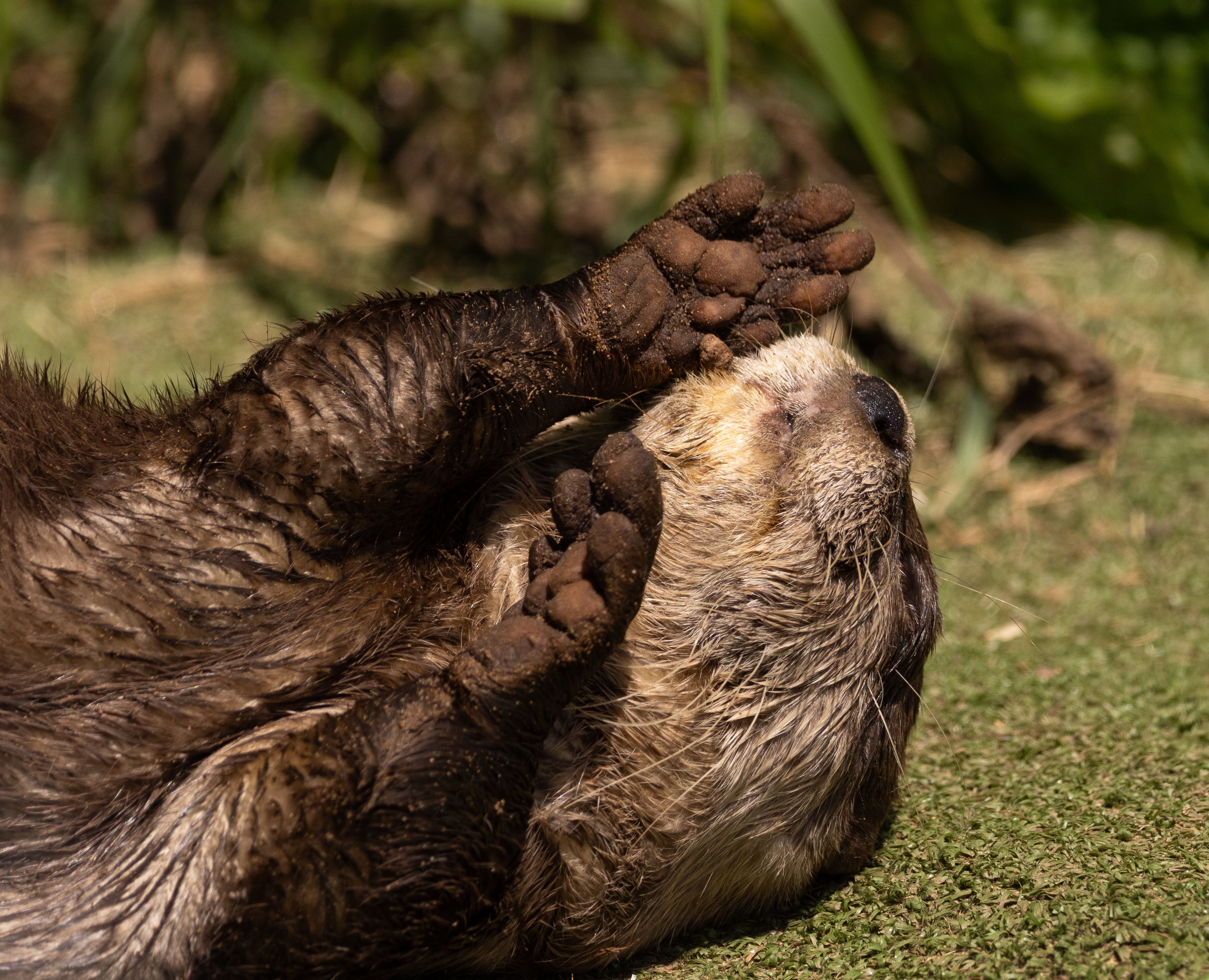 A otter is laying on its back in the grass · Free Stock Photo