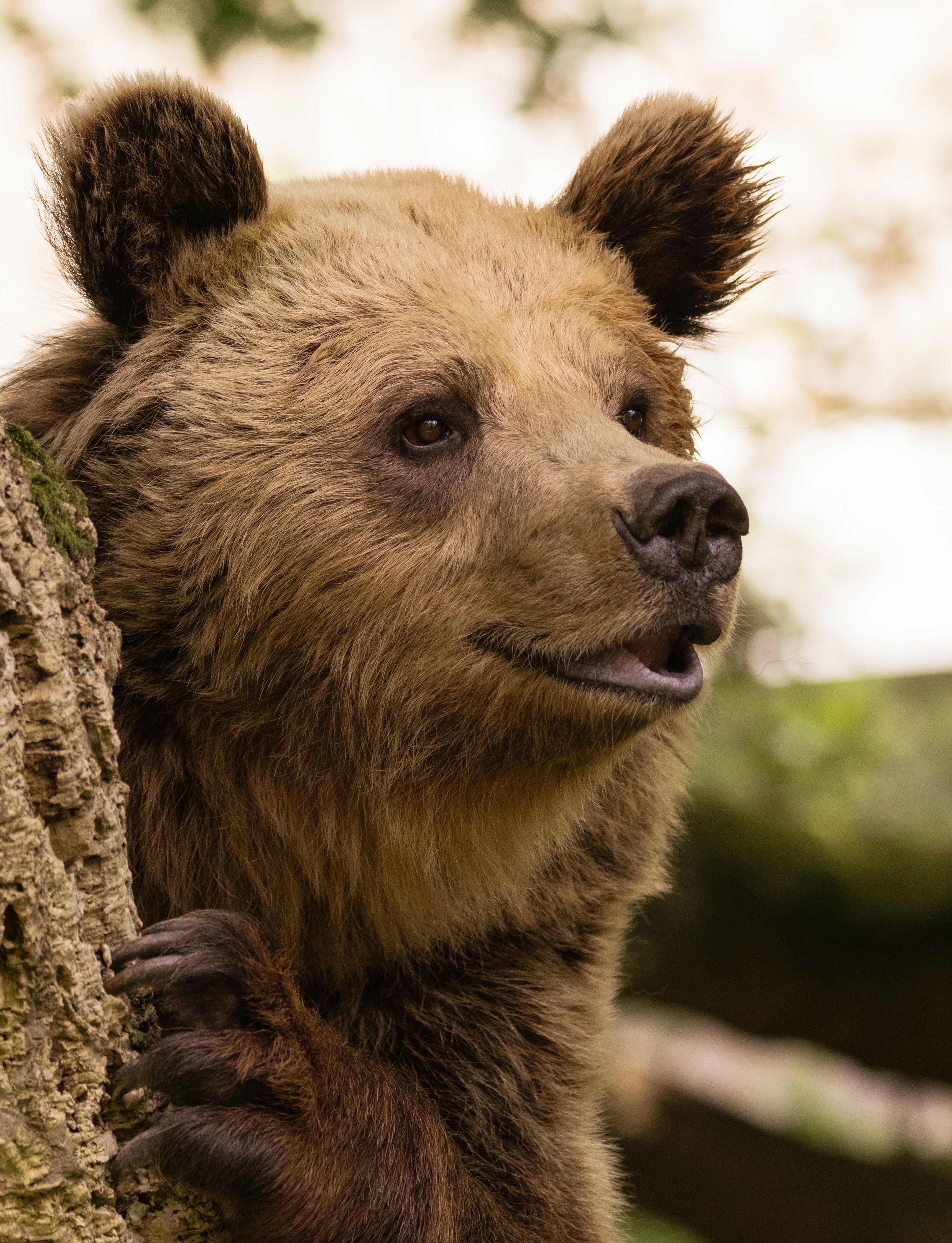 Foto de stock gratuita sobre al aire libre, animal, animal curioso ...