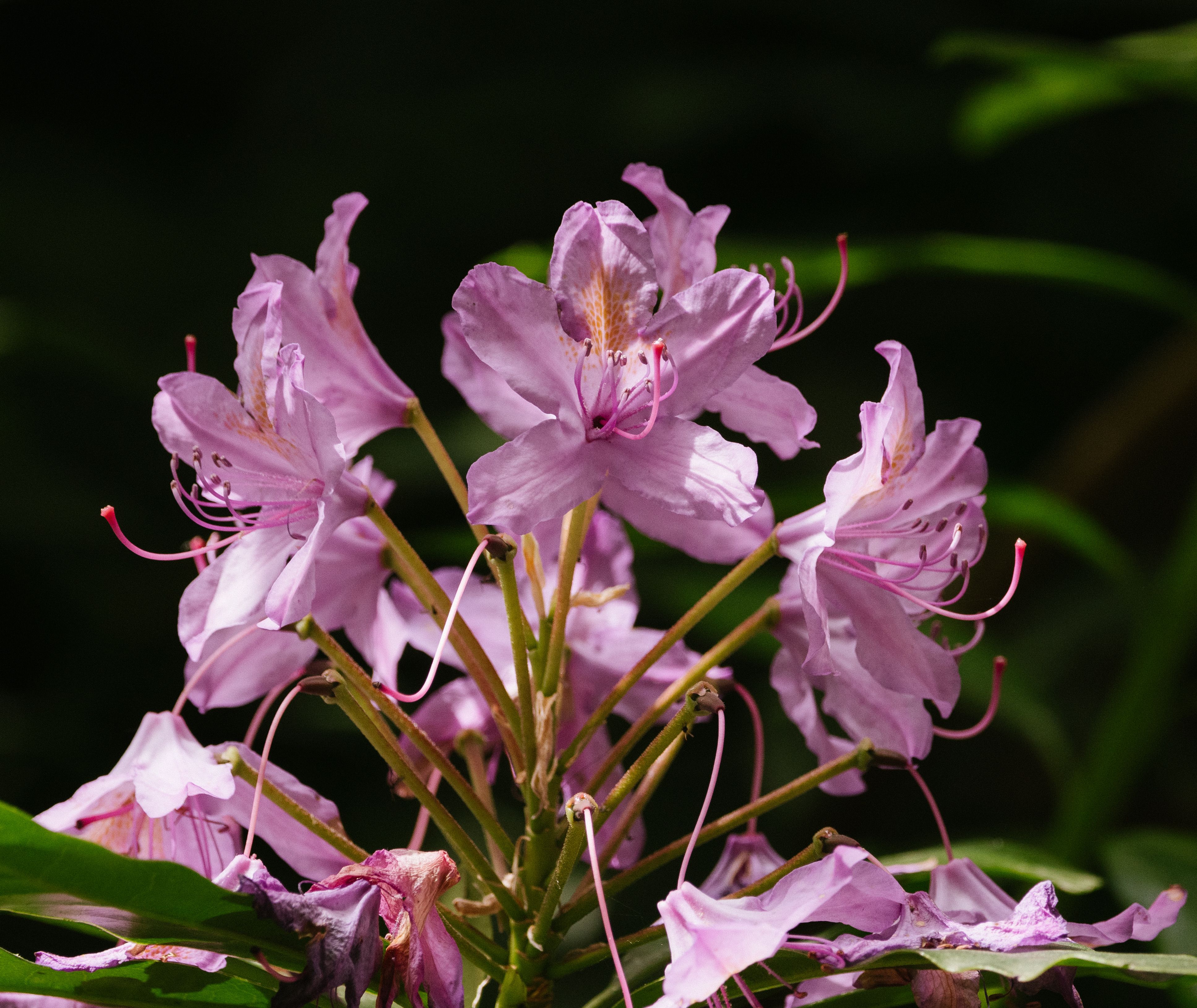 A Pacific Rhododendron · Free Stock Photo