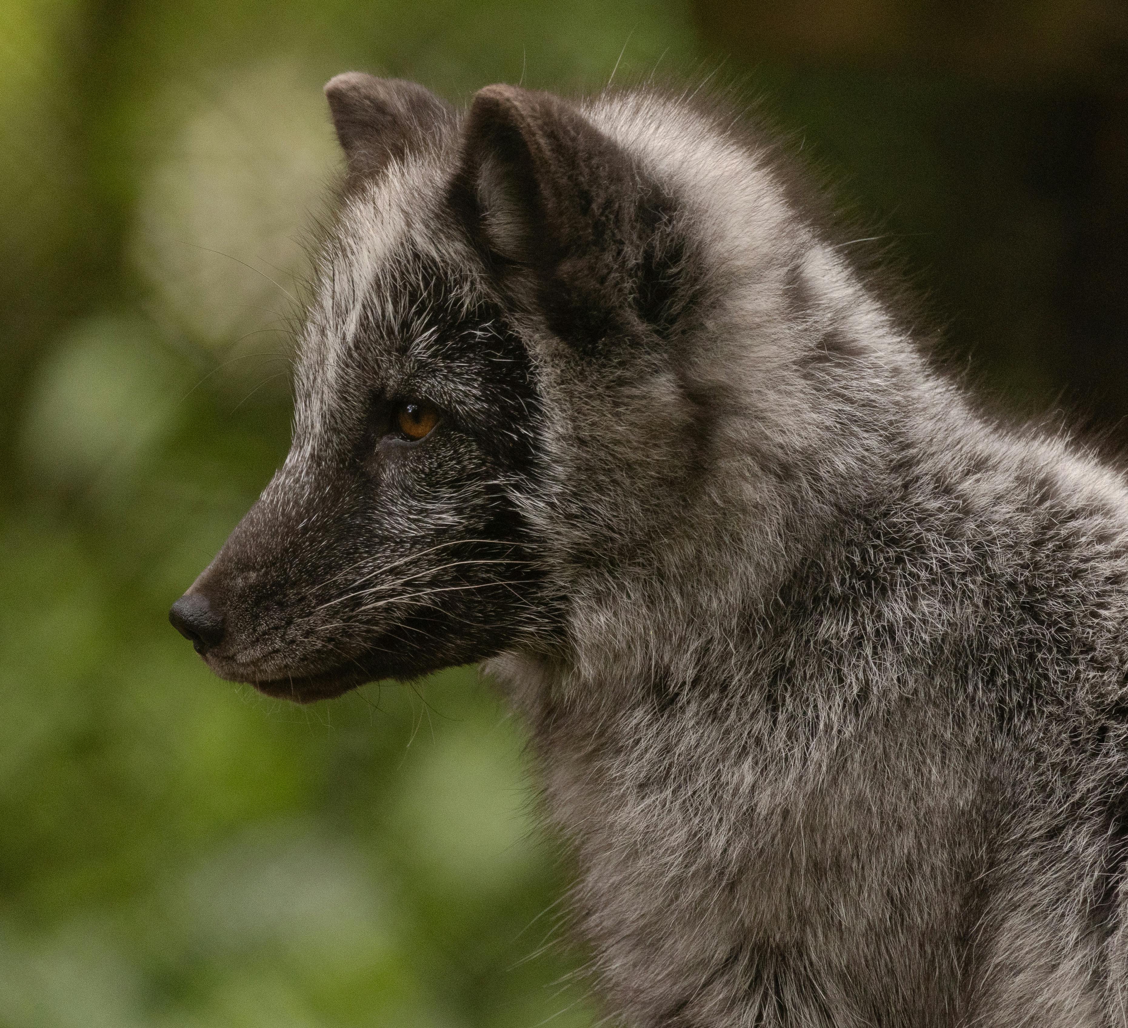 Portrait of Silver Fox · Free Stock Photo