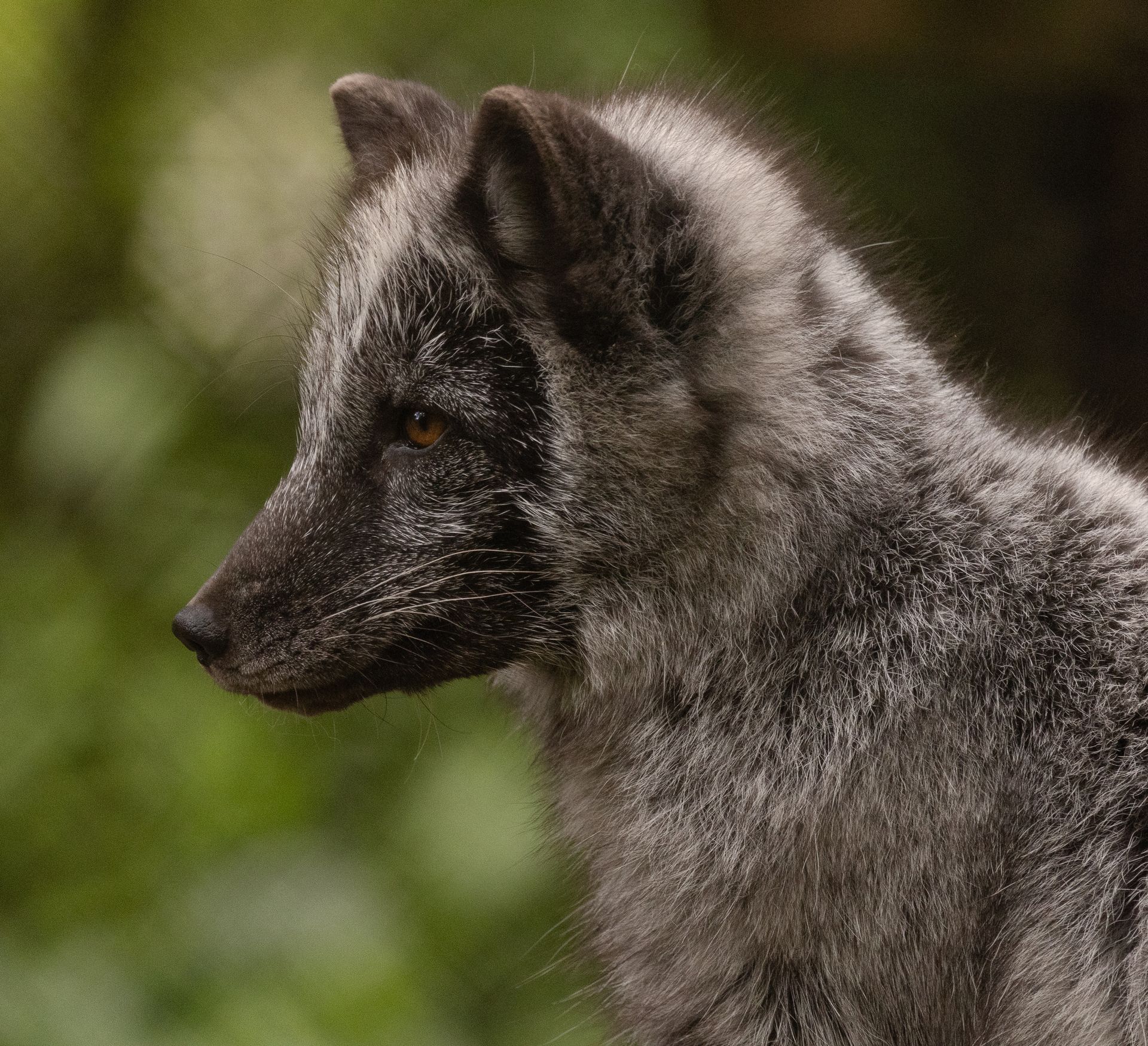 Eastern Fox Squirrel: Overview and Ecological Role Explained