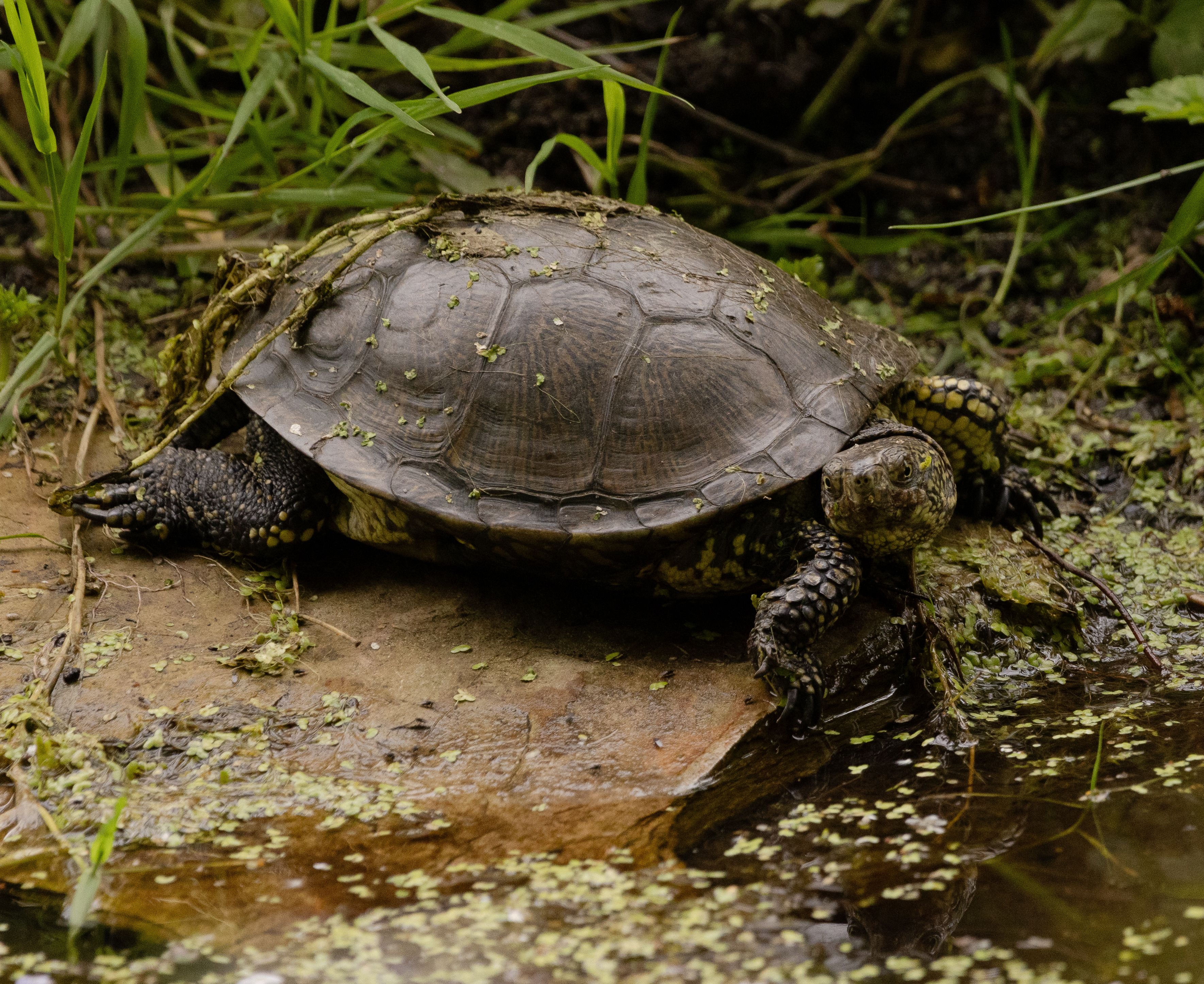 A Turtle on the Ground · Free Stock Photo