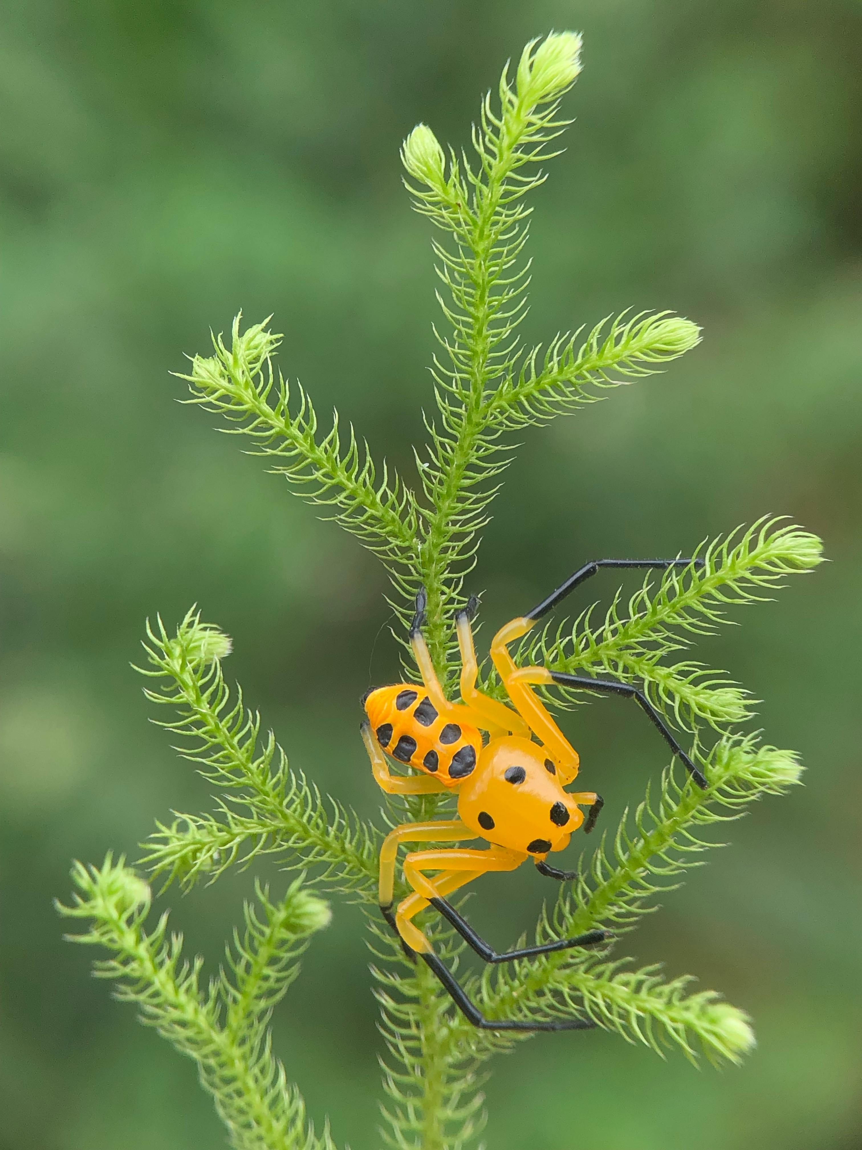 Happy-faced Spider in Nature · Free Stock Photo