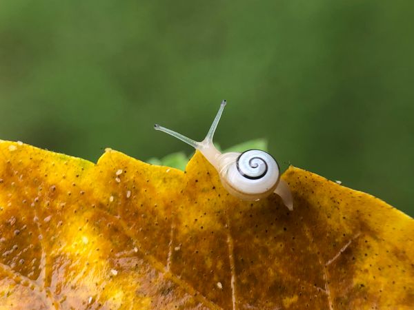Cute Snail Photos, Download The BEST Free Cute Snail Stock Photos & HD ...