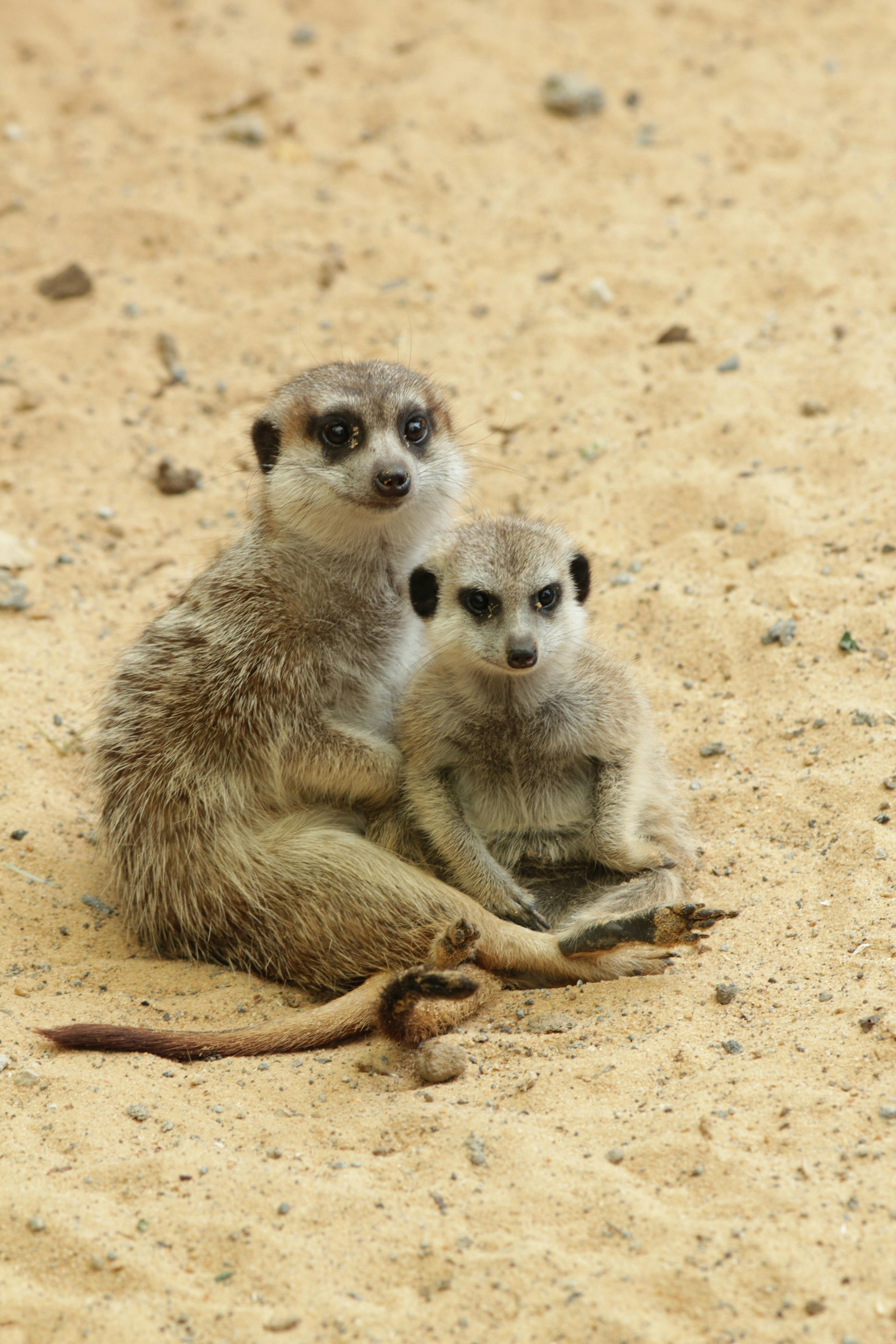 Meerkats Sitting on Desert Sand · Free Stock Photo