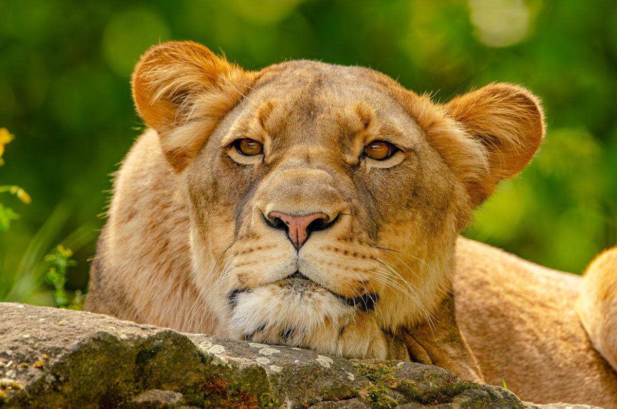 32k Wallpaper Lion Photos, Download The BEST Free 32k Wallpaper Lion ...