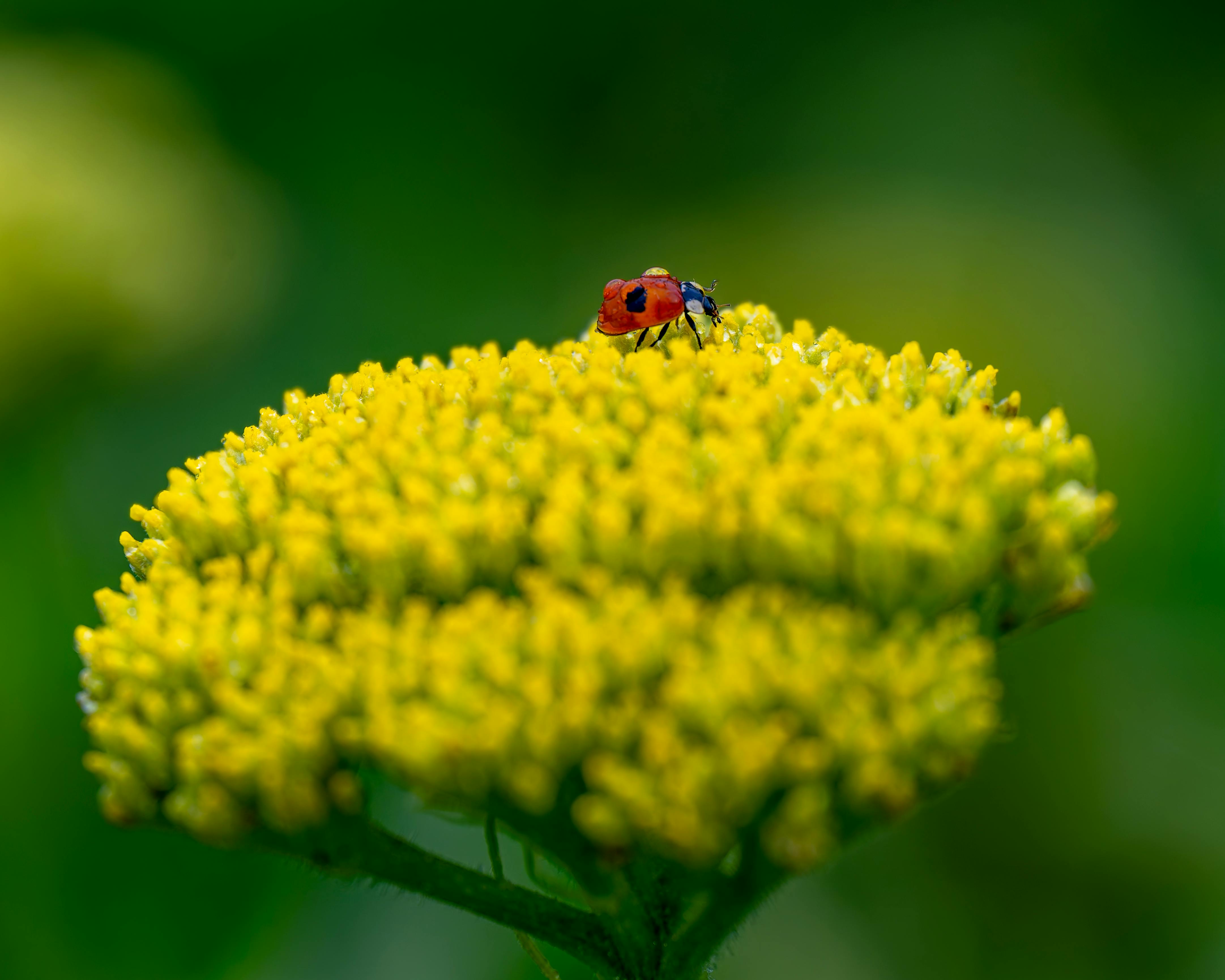 Ladybug on Flower · Free Stock Photo
