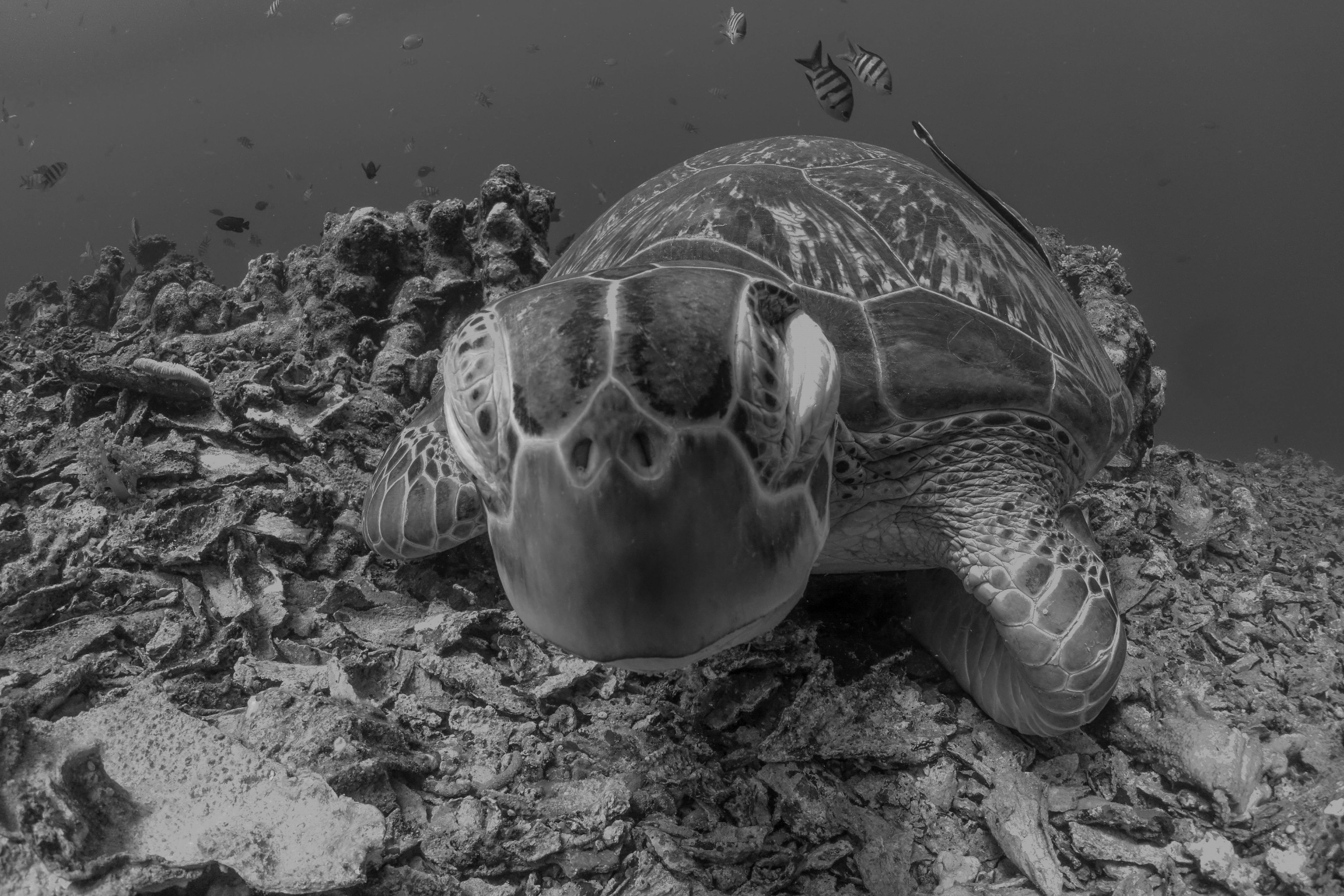 Turtle Meme Cartoon Photos, Download The BEST Free Turtle Meme Cartoon ...