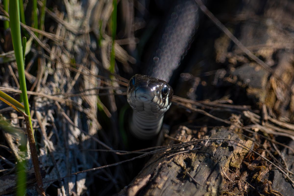 Snake Balloon Photos, Download The BEST Free Snake Balloon Stock Photos ...