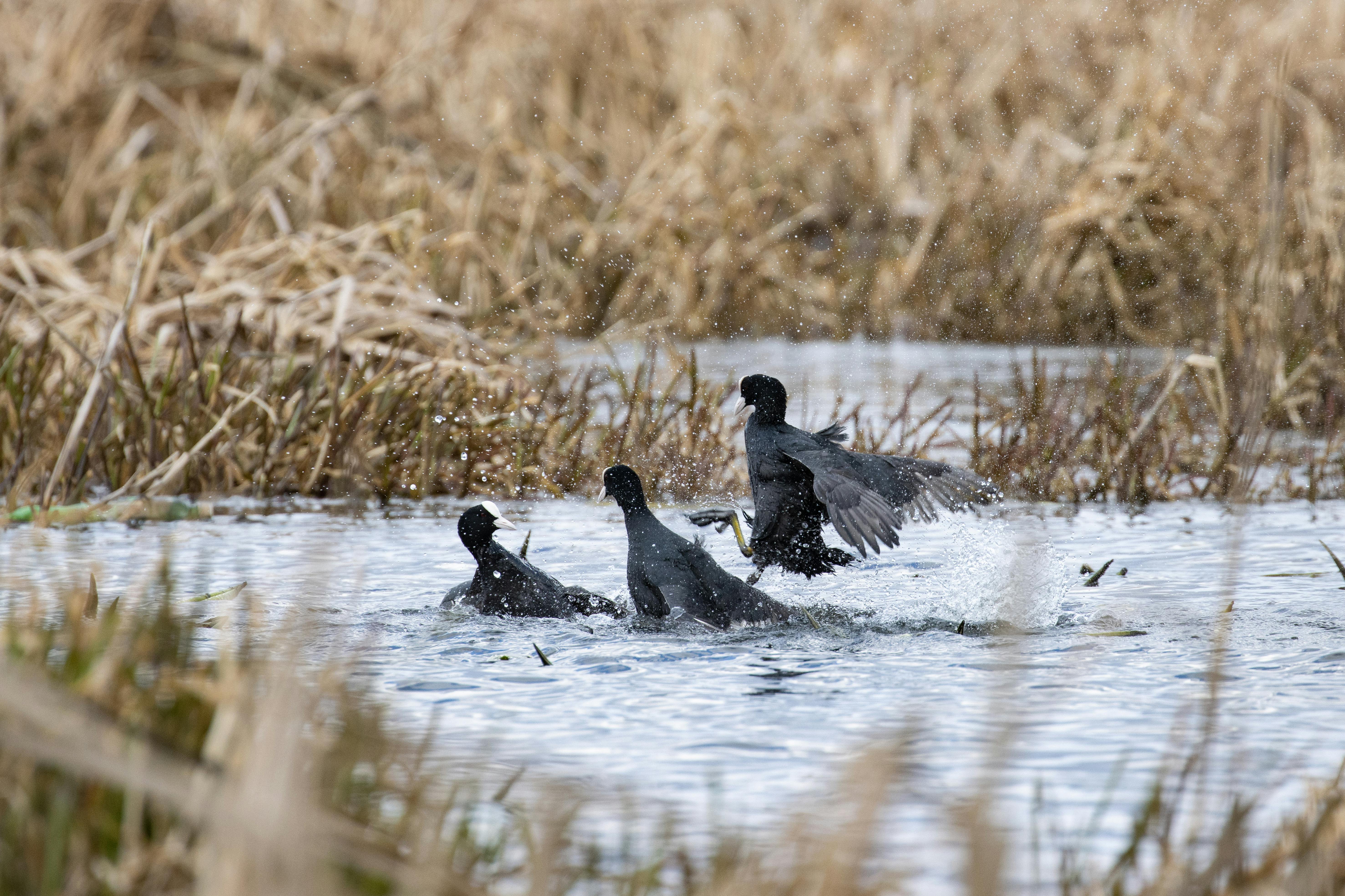 Photo of Coots in the Body of Water · Free Stock Photo