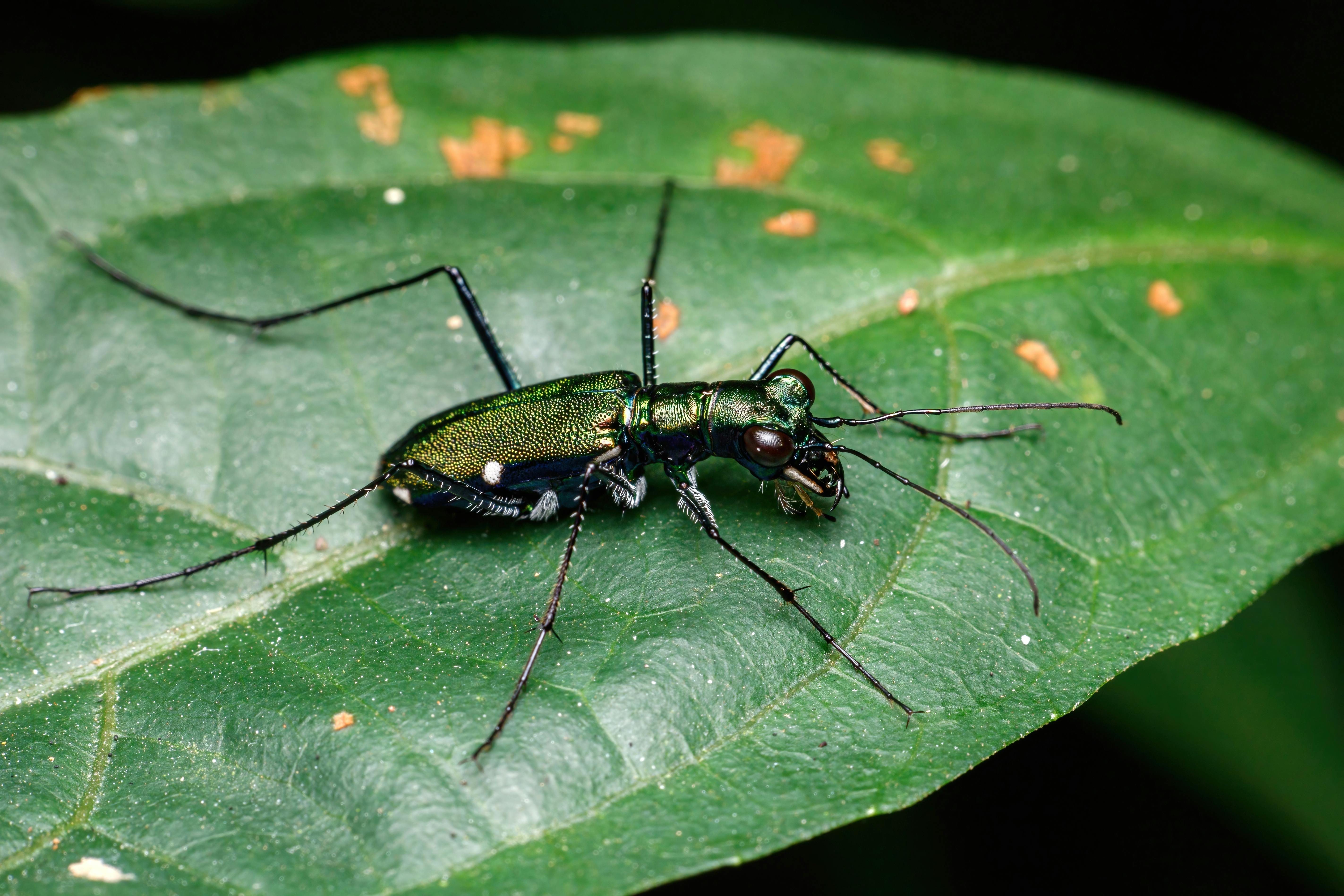 A black bug with green spots on its back · Free Stock Photo