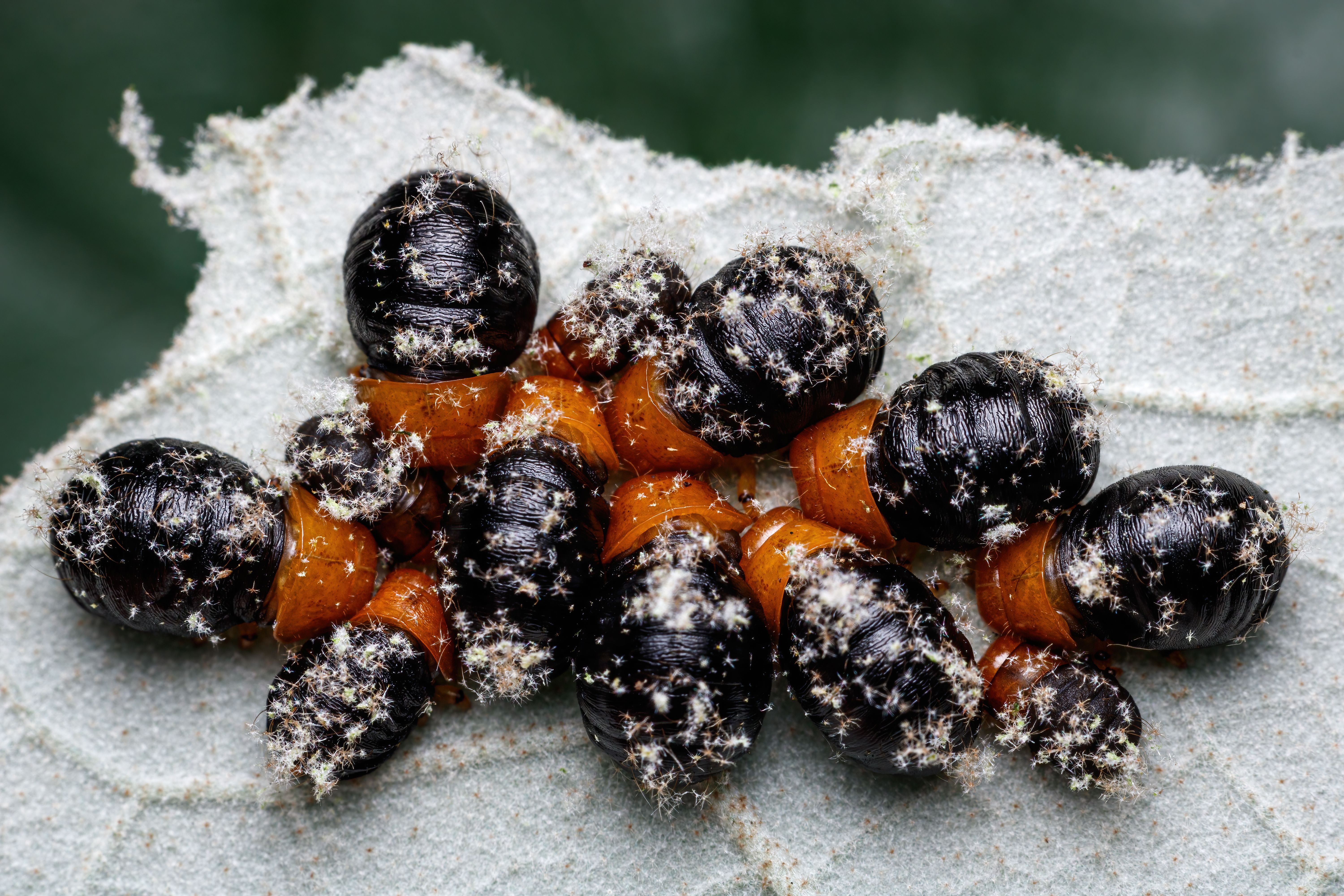 Larvae on a Leaf · Free Stock Photo