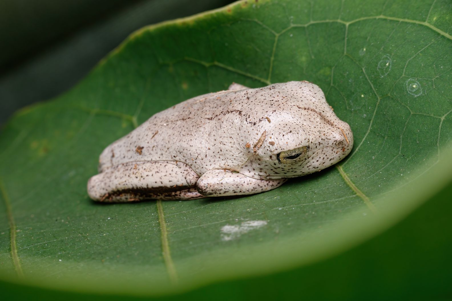 Learn About Paedophryne Amauensis Frog Facts and Habitat