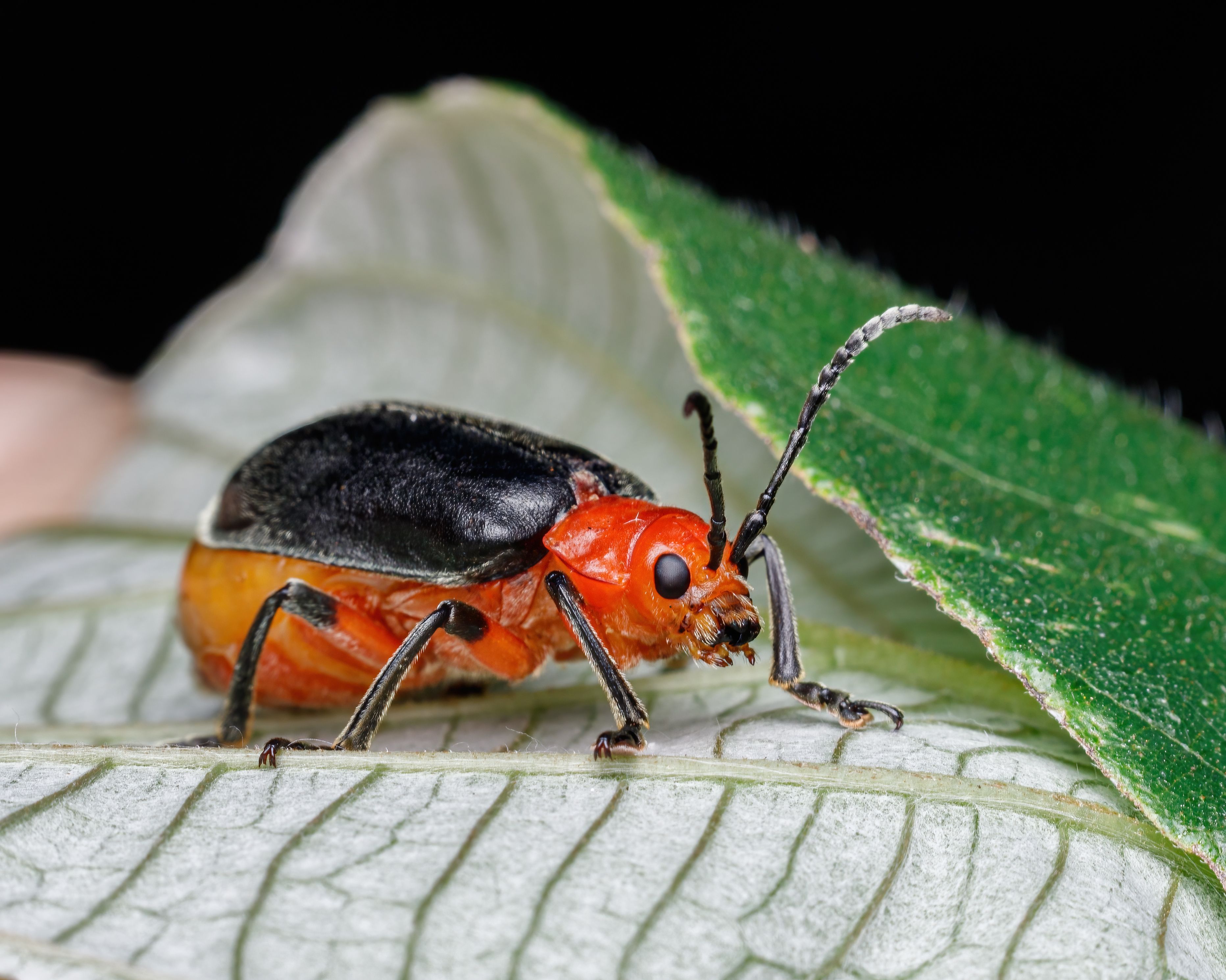Portrait of a Disonycha Beetle on a Leaf · Free Stock Photo