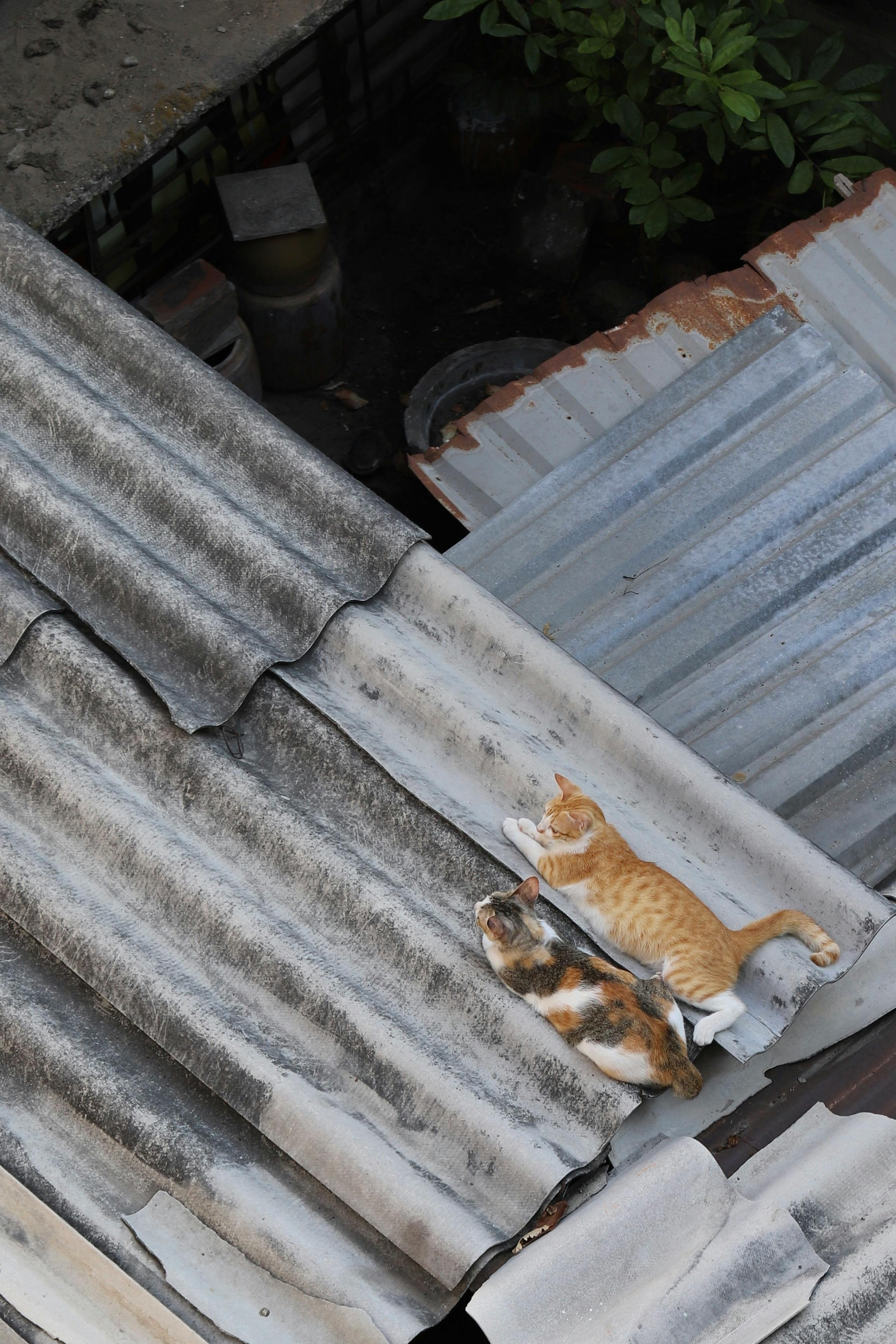 Cat Dynamics Photos, Download The BEST Free Cat Dynamics Stock Photos ...