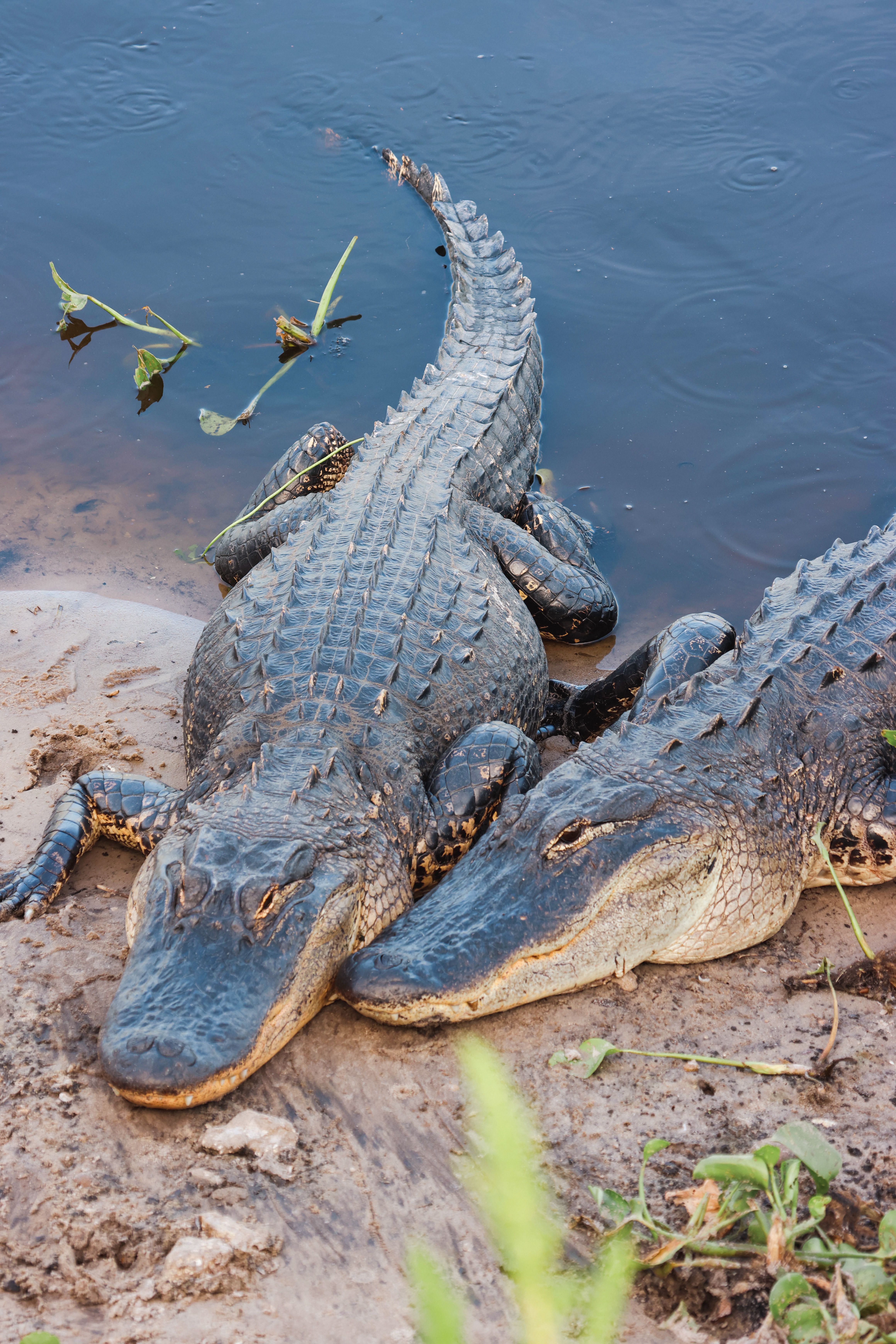 Crocodiles on Lakeshore · Free Stock Photo