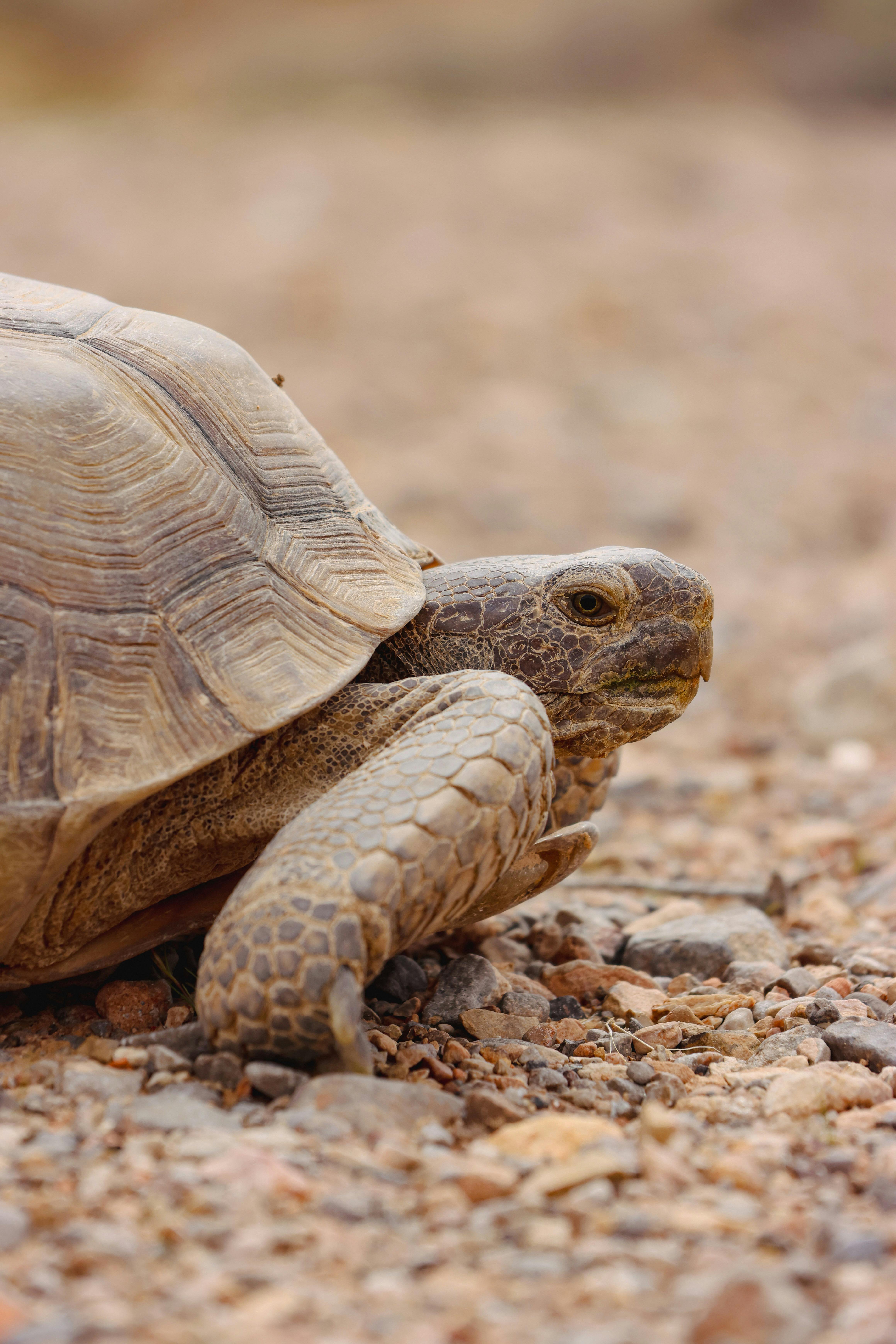 Portrait of a Turtle · Free Stock Photo