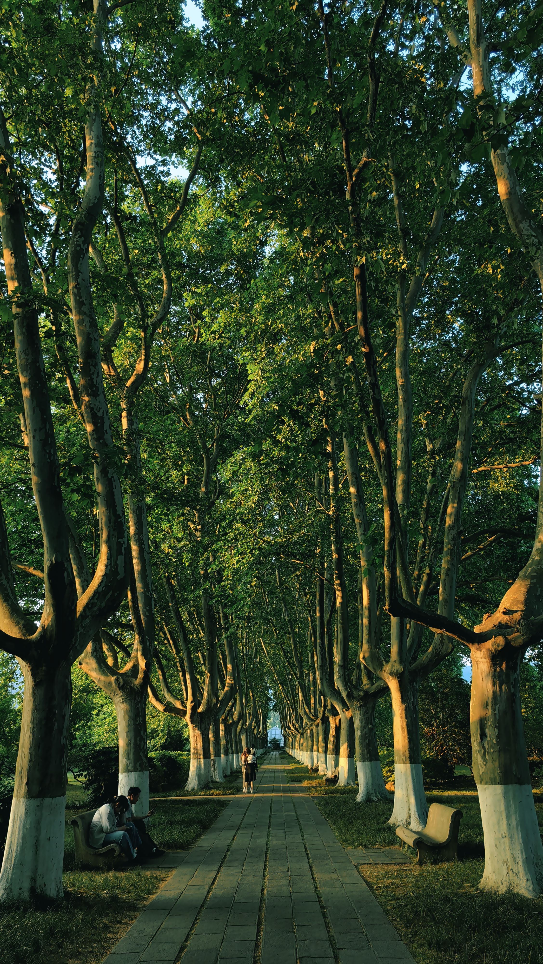 A walkway lined with trees and benches · Free Stock Photo