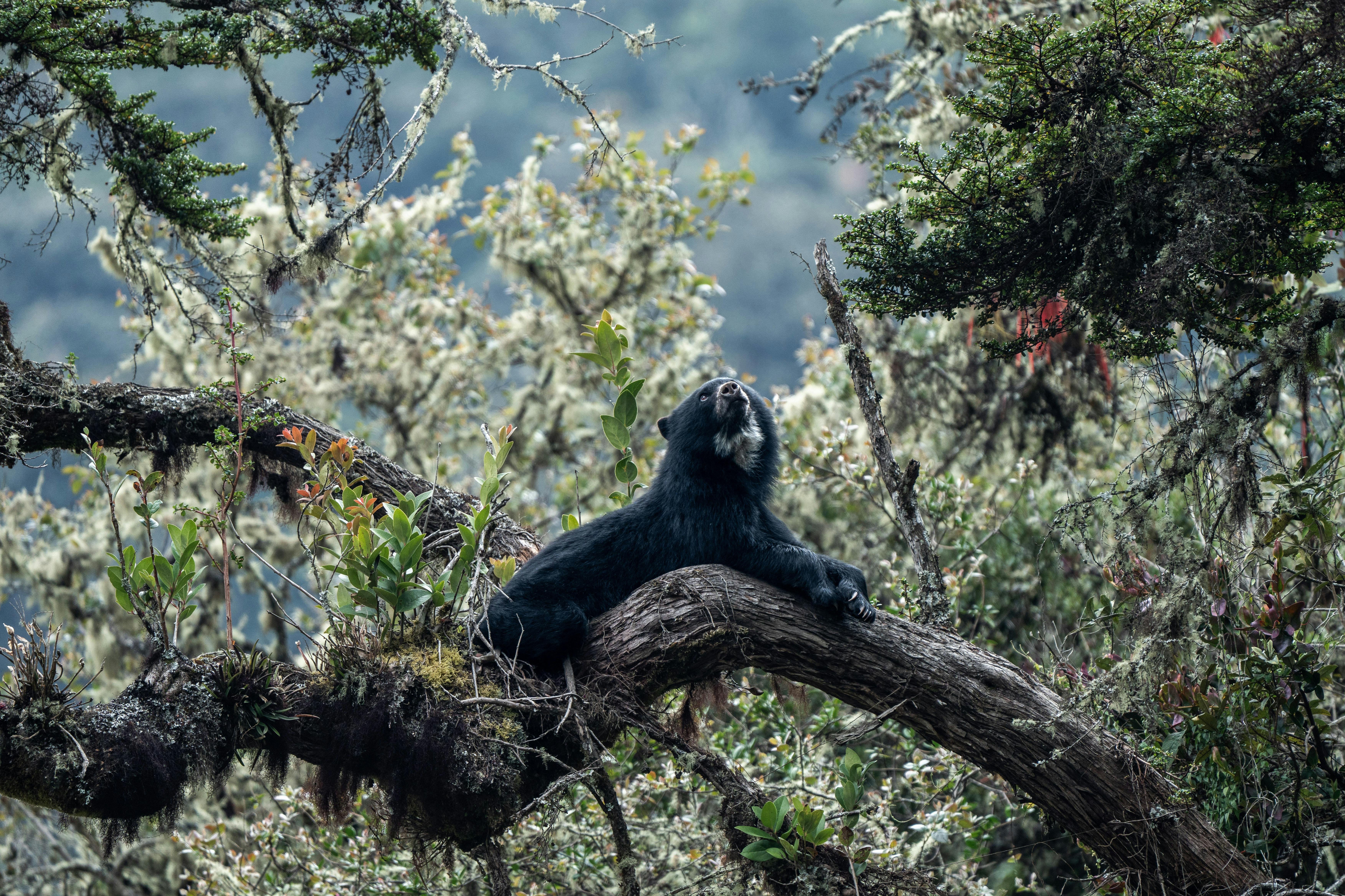 Raro Oso Andino Chillin Oso De Anteojos Descansando · Foto de stock ...