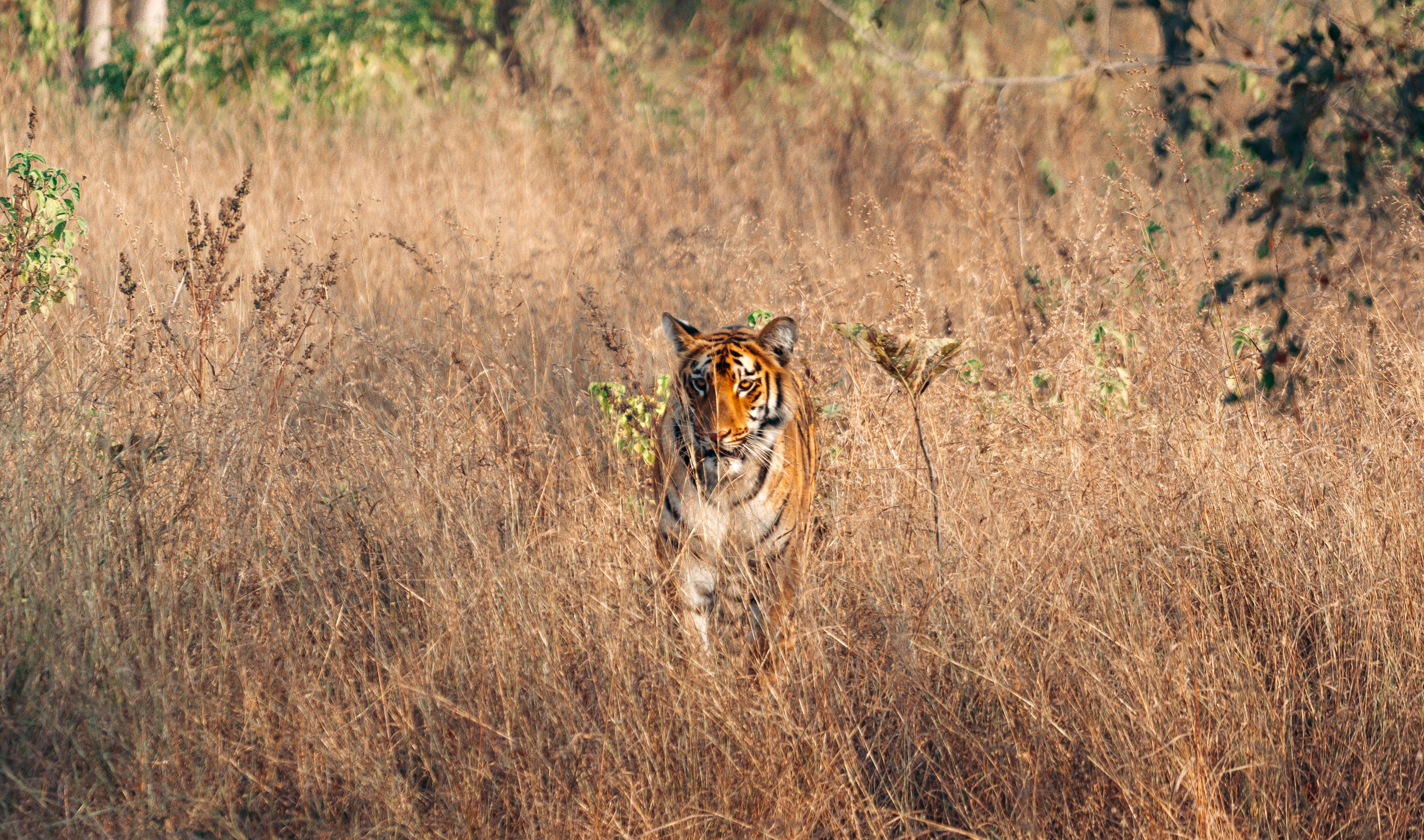 A tiger walking through tall grass in the middle of the day · Free ...