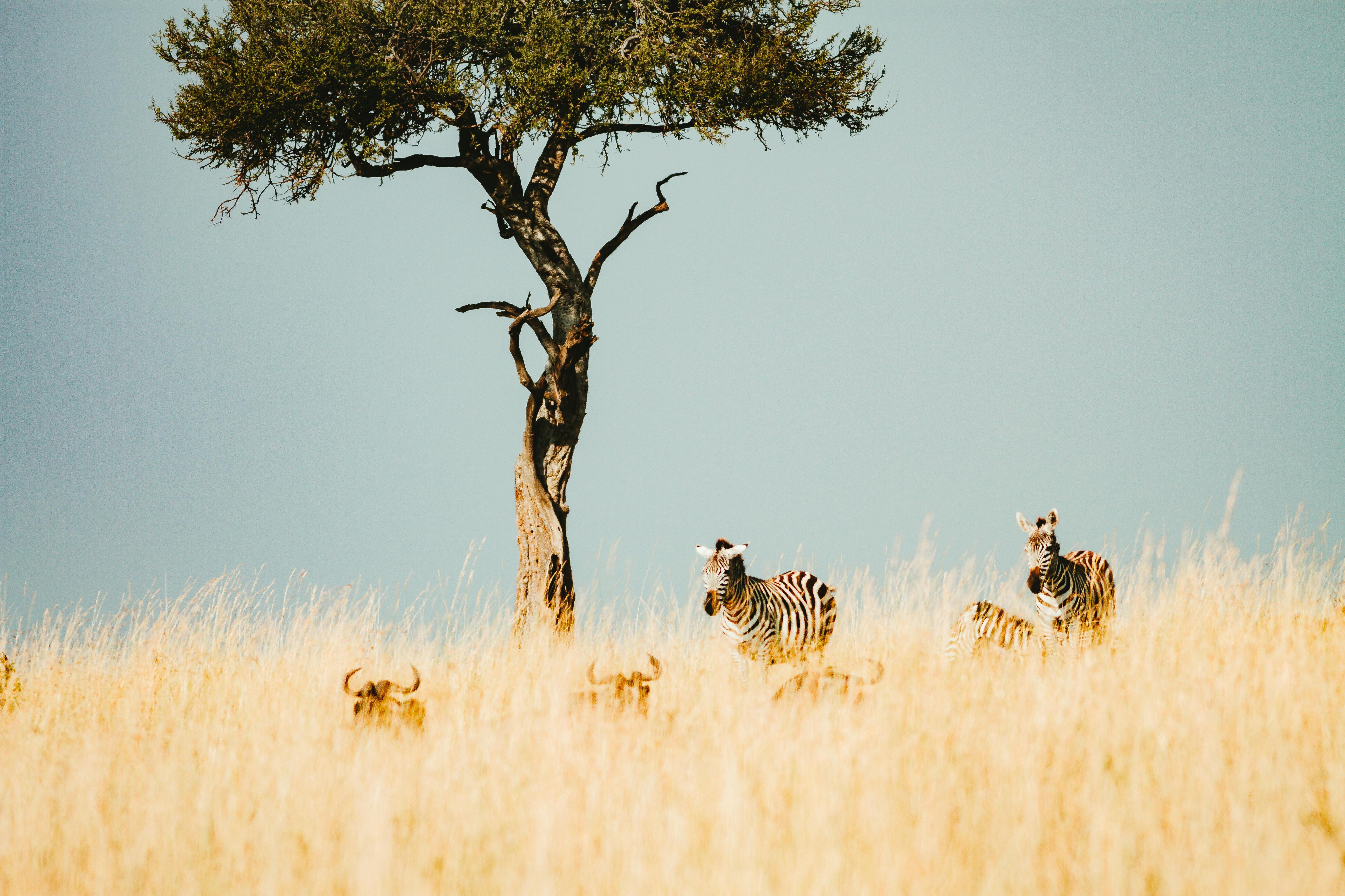 Photo of Zebras Near a Tree · Free Stock Photo