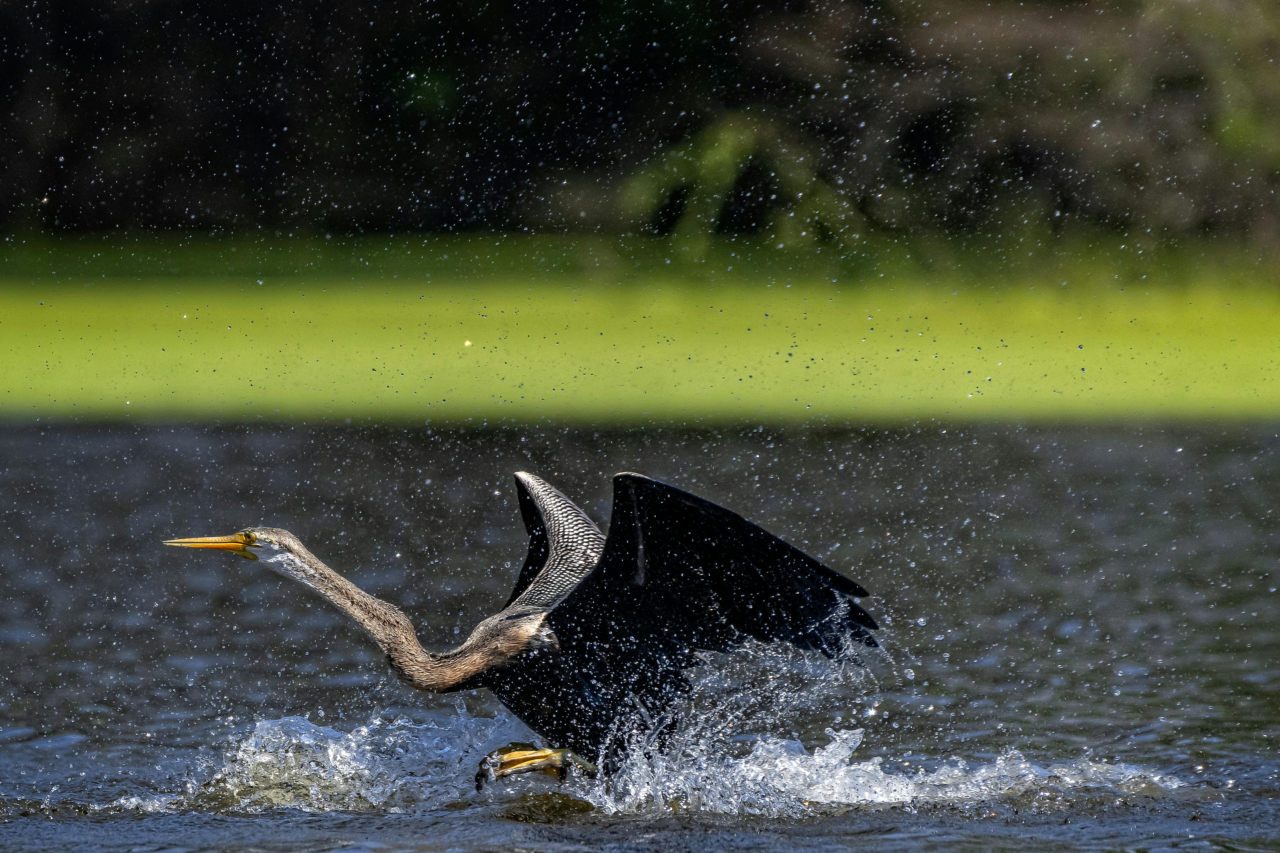 Animal Spray Photos, Download The BEST Free Animal Spray Stock Photos ...