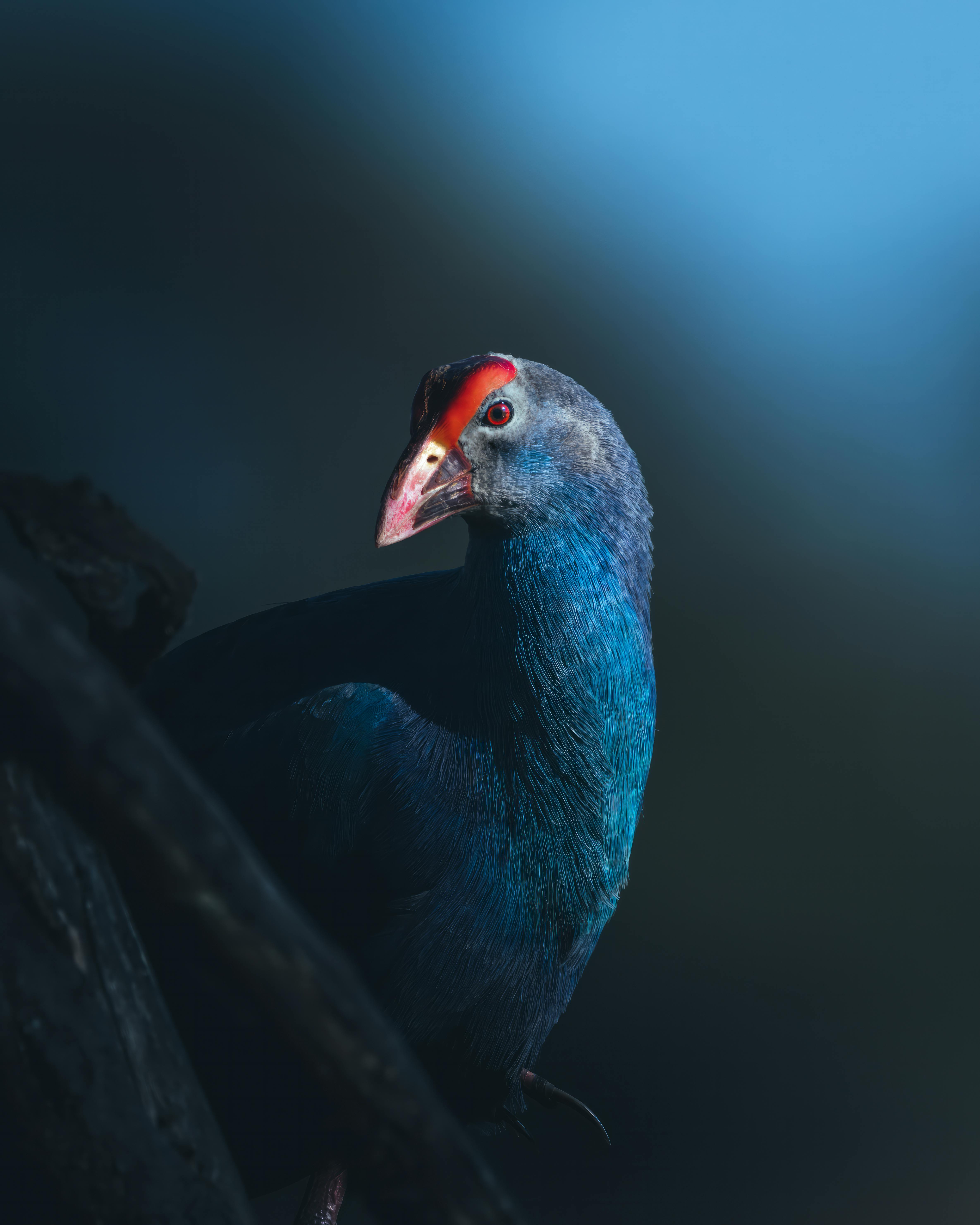 Swamp Chicken Photos, Download The BEST Free Swamp Chicken Stock Photos ...