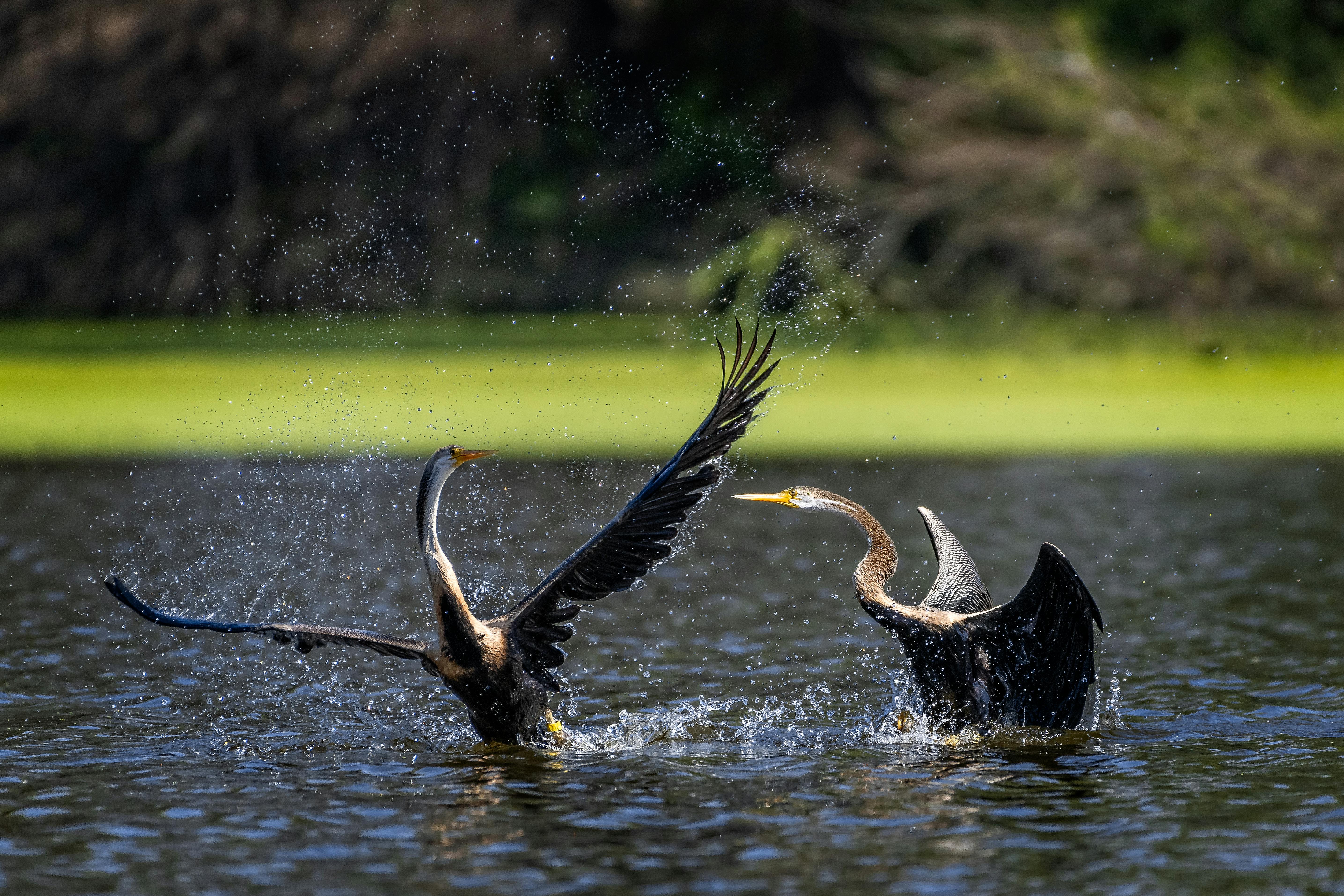 Storks Fighting in Water · Free Stock Photo